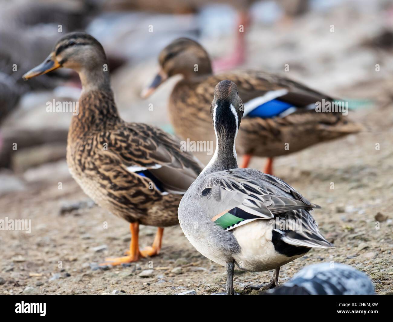 Northern Pintail, Anas acuta and Mallard at Martin Mere, Lancashire, UK ...