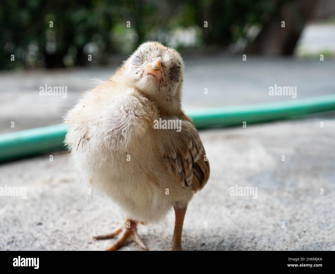 Close up picture of brown chick that standing on a concrete floor Stock ...