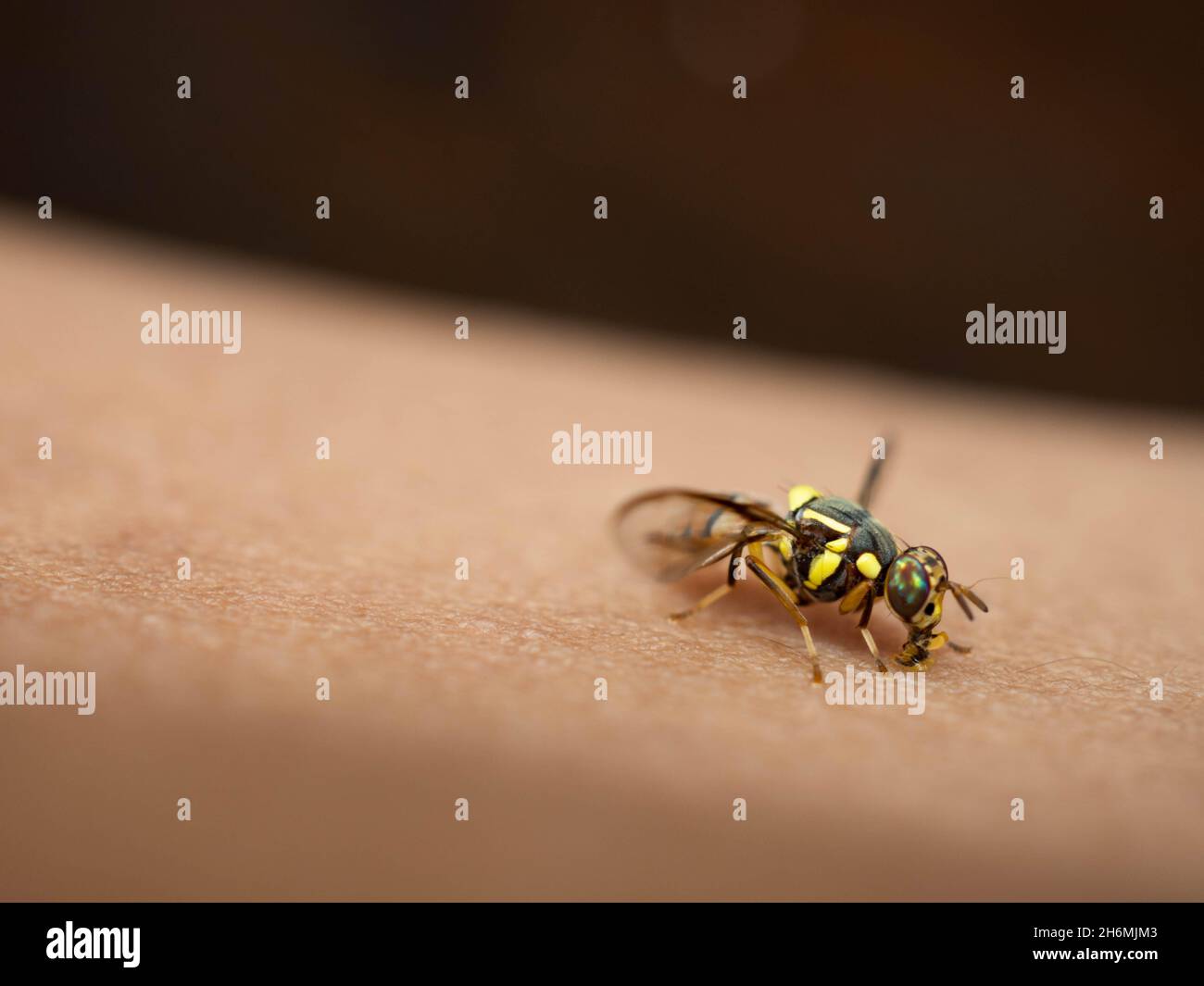 Close up shoot of Bactrocera dorsalis, previously known as Dacus ...