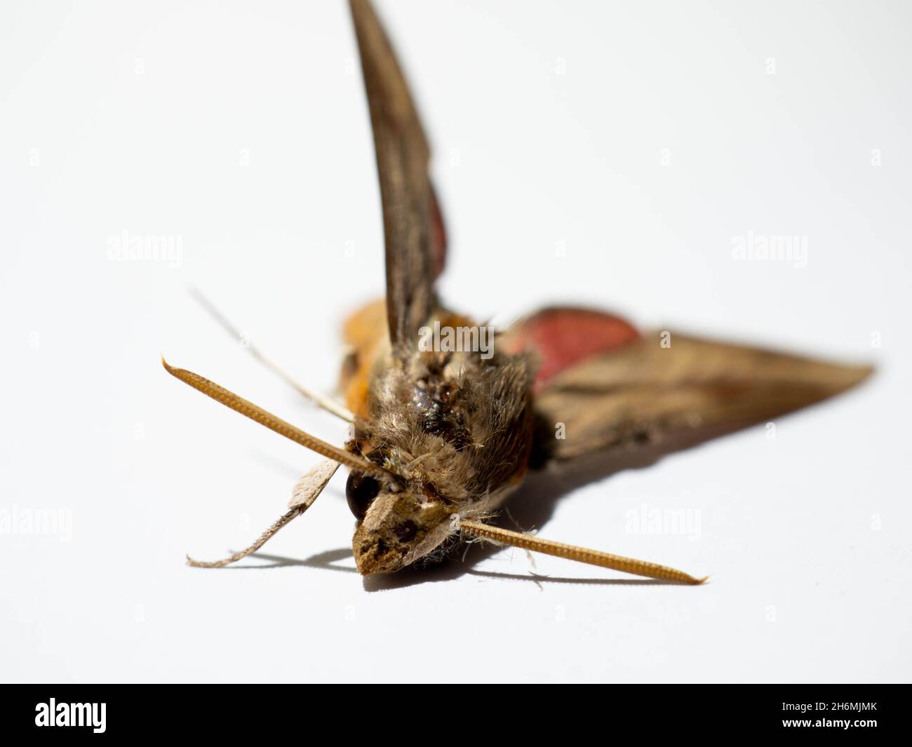 Close up shot of Agrius convolvuli, the convolvulus hawk-moth, is a ...
