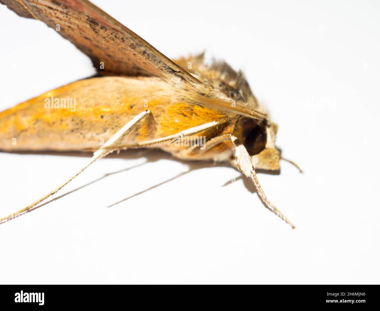 Close up shot of Agrius convolvuli, the convolvulus hawk-moth, is a ...