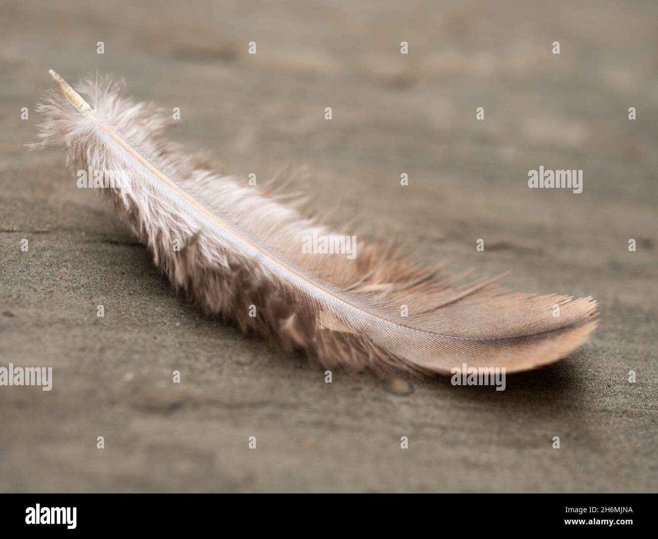 Close up picture of dove's feather lay on a grey concrete floor Stock ...