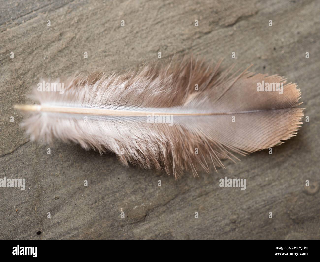 Close up picture of dove's feather lay on a grey concrete floor Stock ...