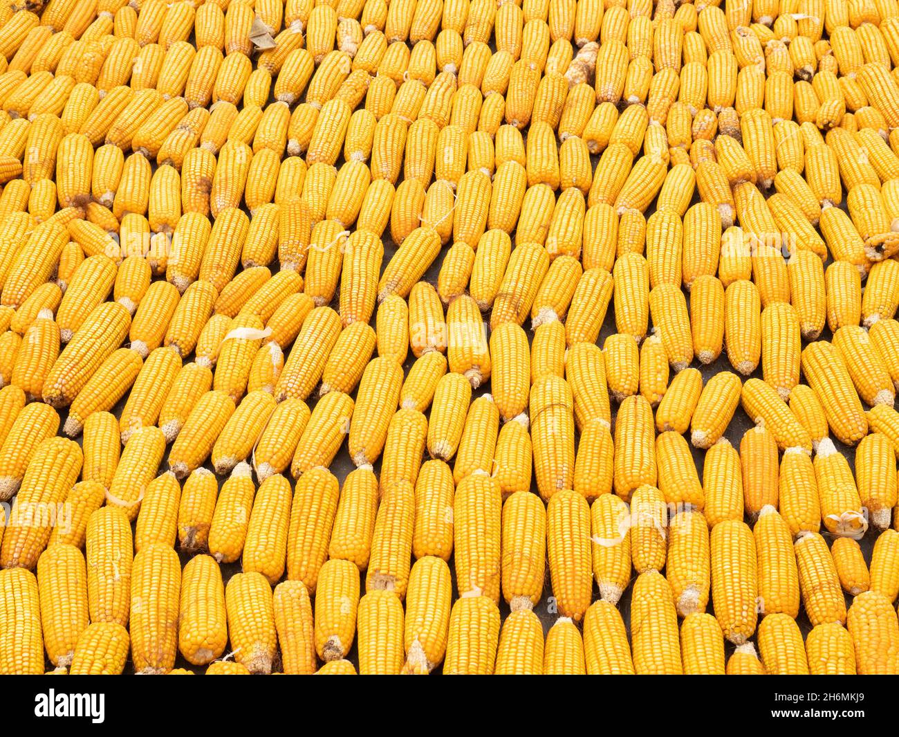 Picture of corn with cobs that driying under the sun light to reduce ...