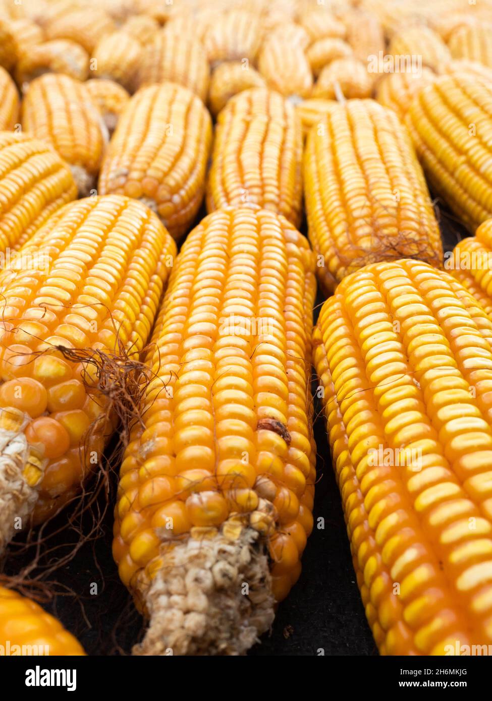 Picture of corn with cobs that driying under the sun light to reduce ...