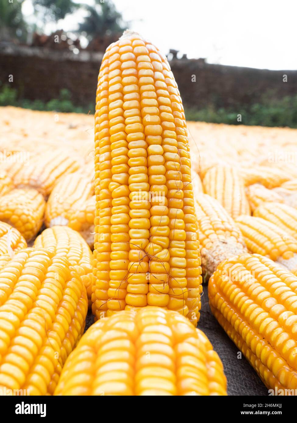 Picture of corn with cobs that driying under the sun light to reduce ...