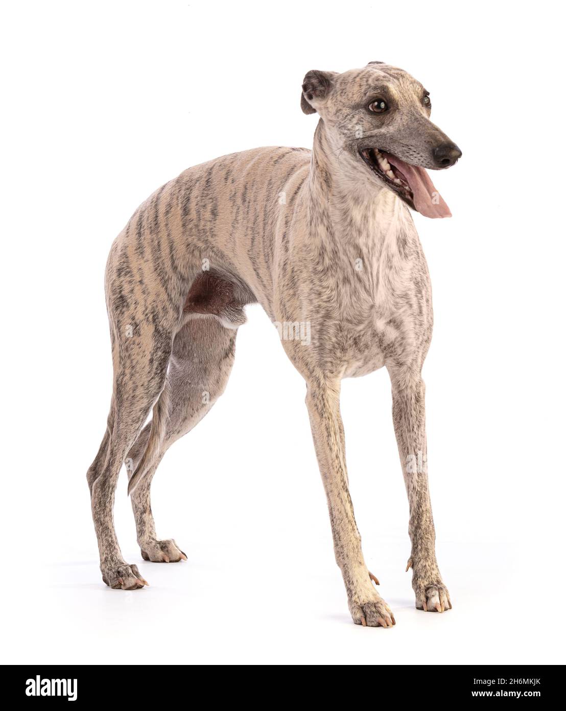 Portrait of Whippet standing and cut out on white background Stock ...