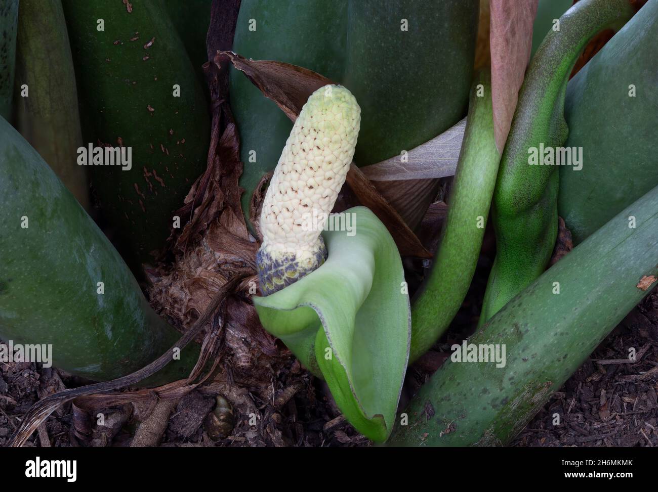 Zamioculcas Zamiifolia Flower