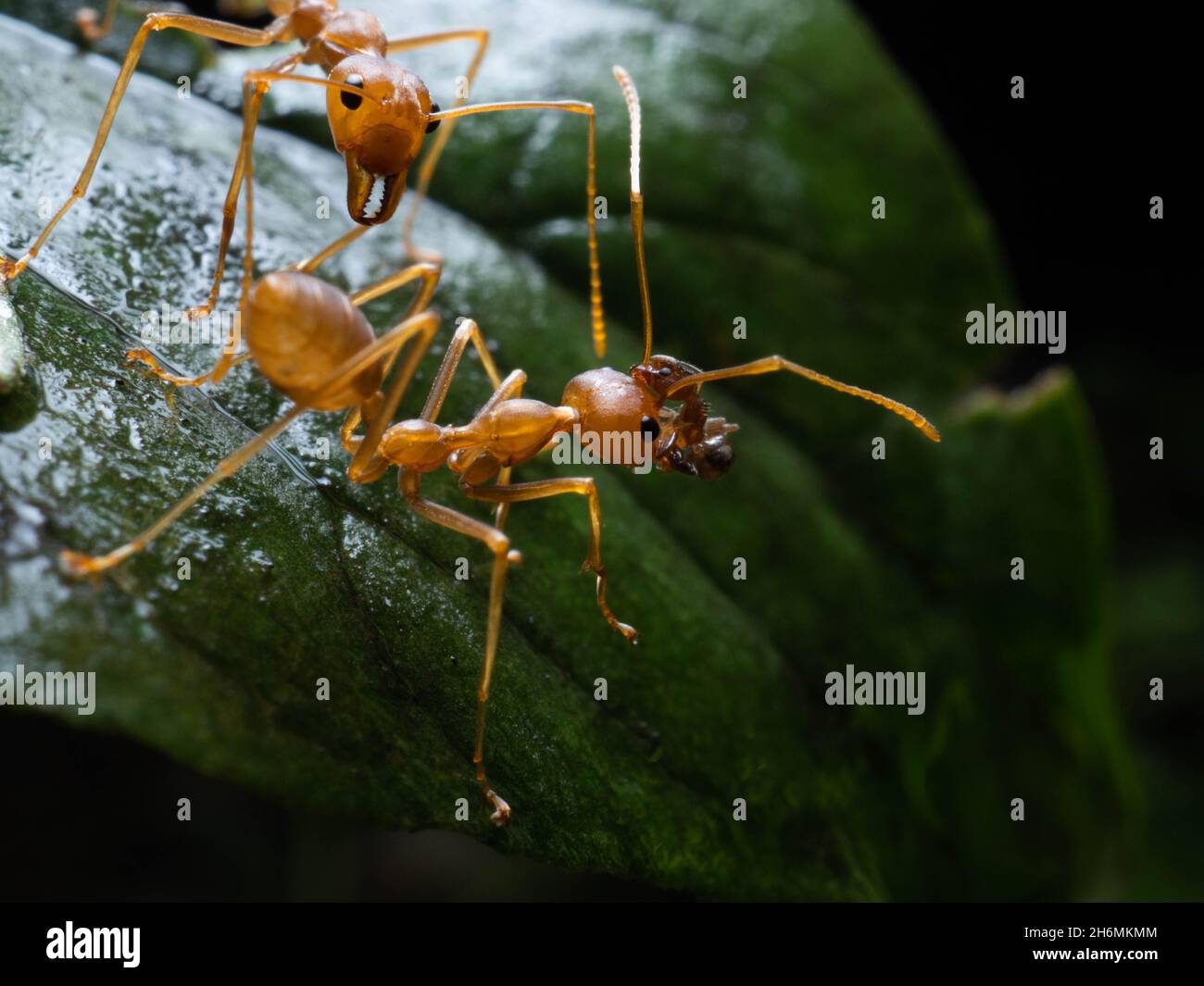 Close up shoot of red ants on a leaf. The “red tree ant”, Oecophylla ...
