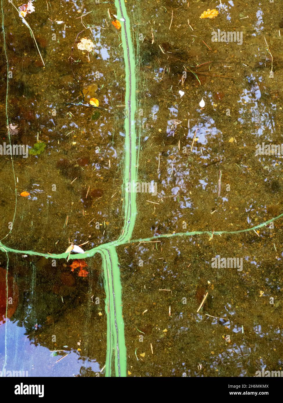 A line of blue green algae in Lake Windermere, Lake District, UK. Such ...