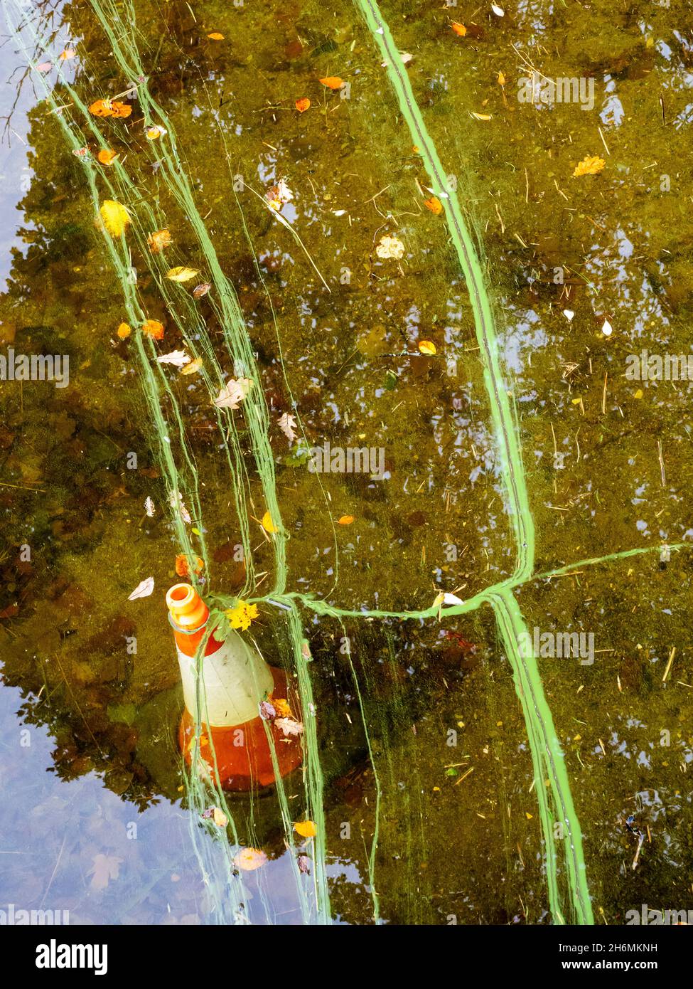 A line of blue green algae in Lake Windermere, Lake District, UK. Such ...