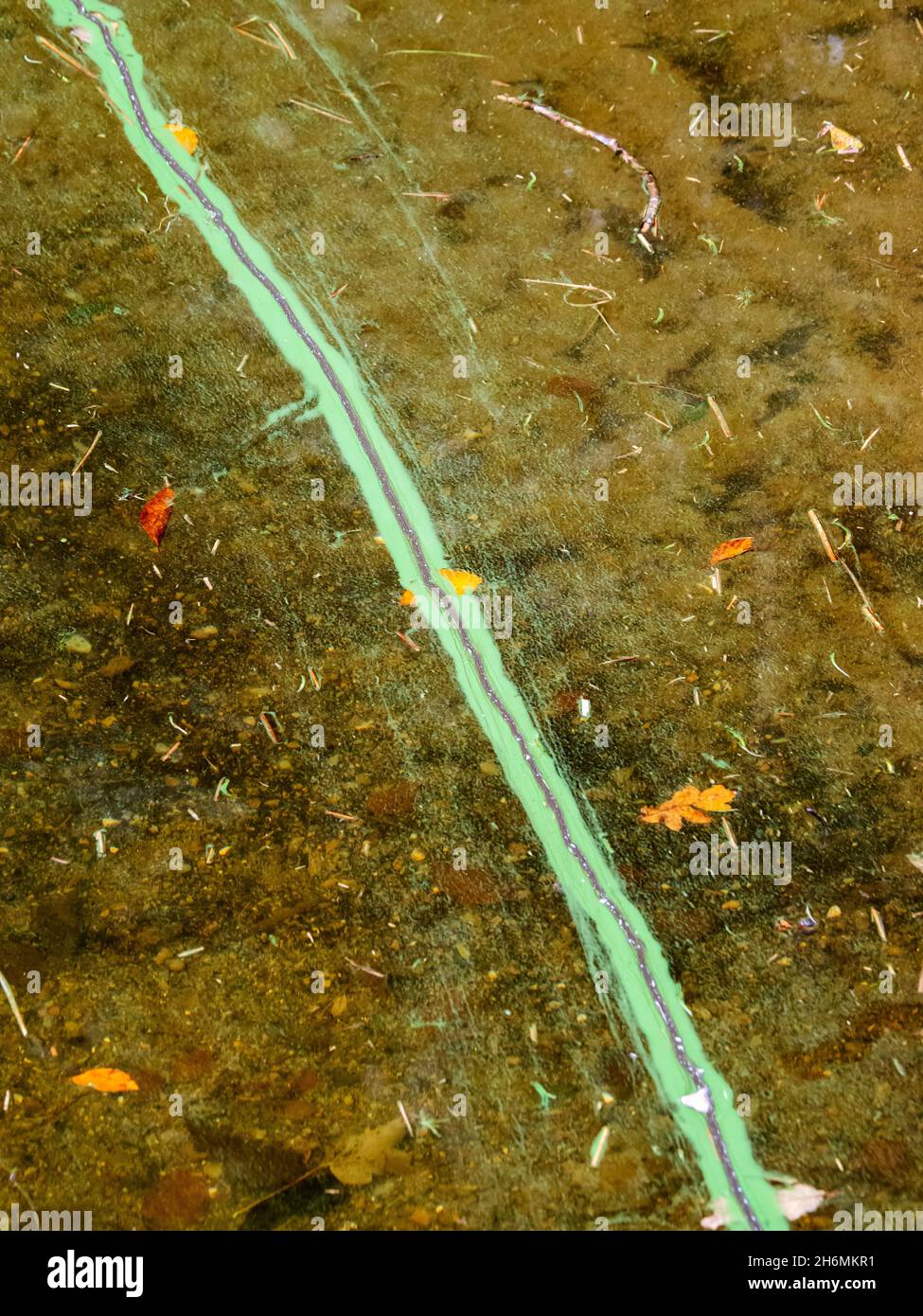 A line of blue green algae in Lake Windermere, Lake District, UK. Such ...