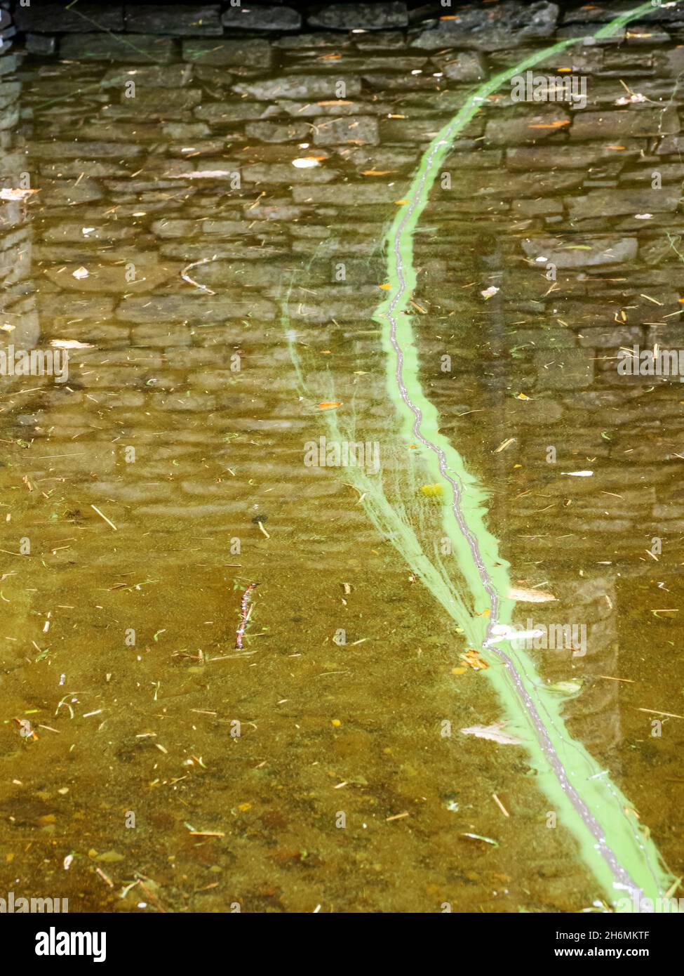 A line of blue green algae in Lake Windermere, Lake District, UK. Such ...