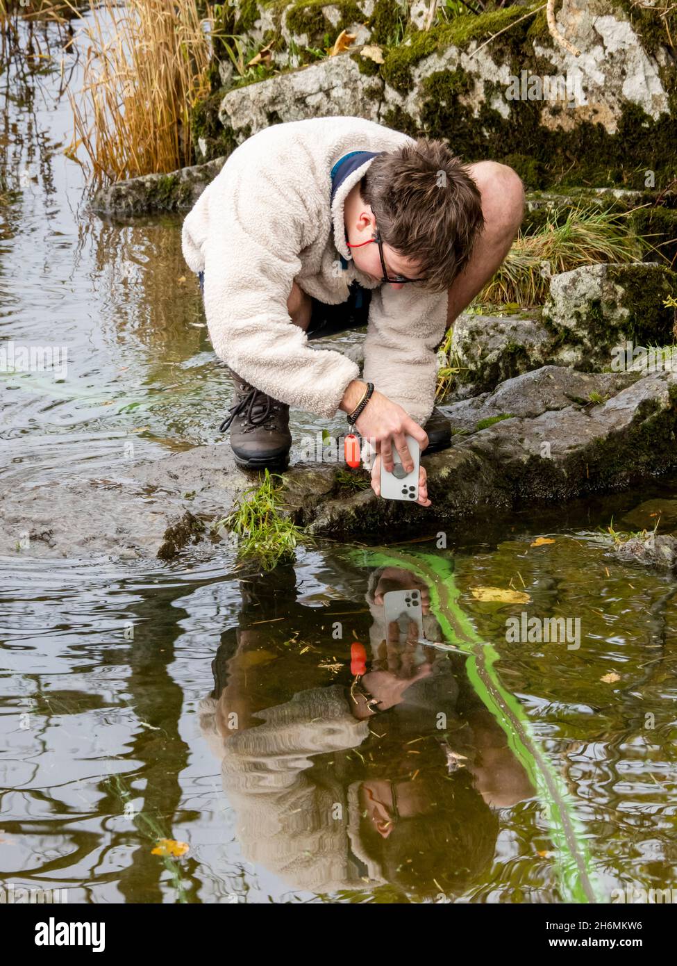 A line of blue green algae in Lake Windermere, Lake District, UK. Such ...