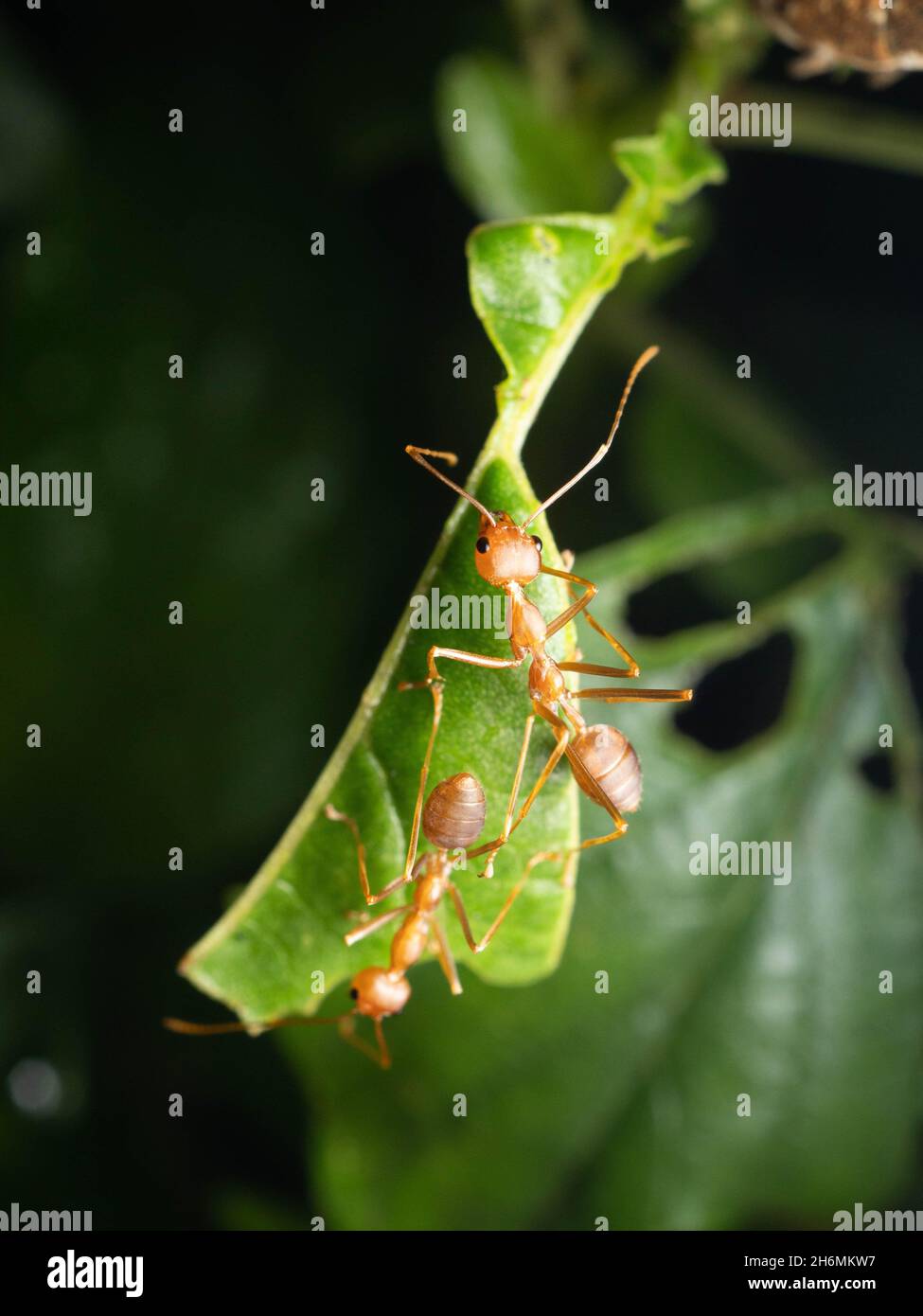 Ants on a leaf hi-res stock photography and images - Alamy
