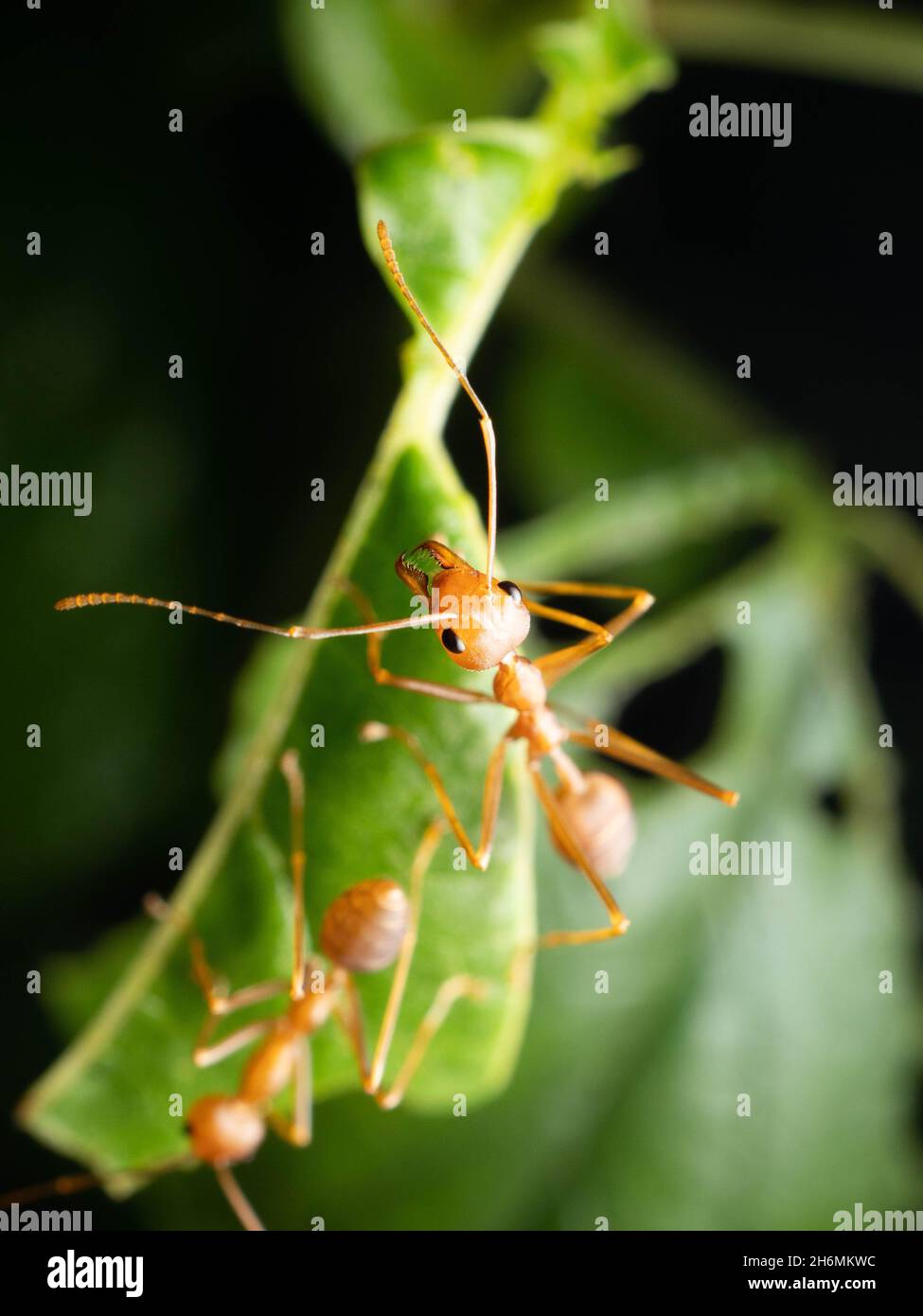 Close up shoot of red ants on a leaf. The “red tree ant”, Oecophylla ...