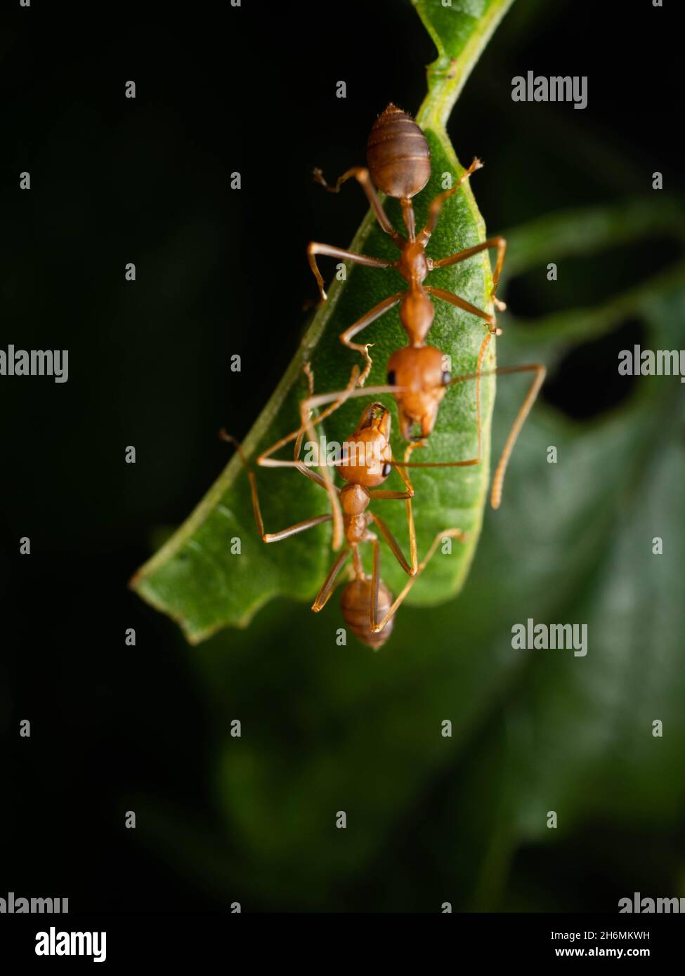 Close up shoot of red ants on a leaf. The “red tree ant”, Oecophylla ...