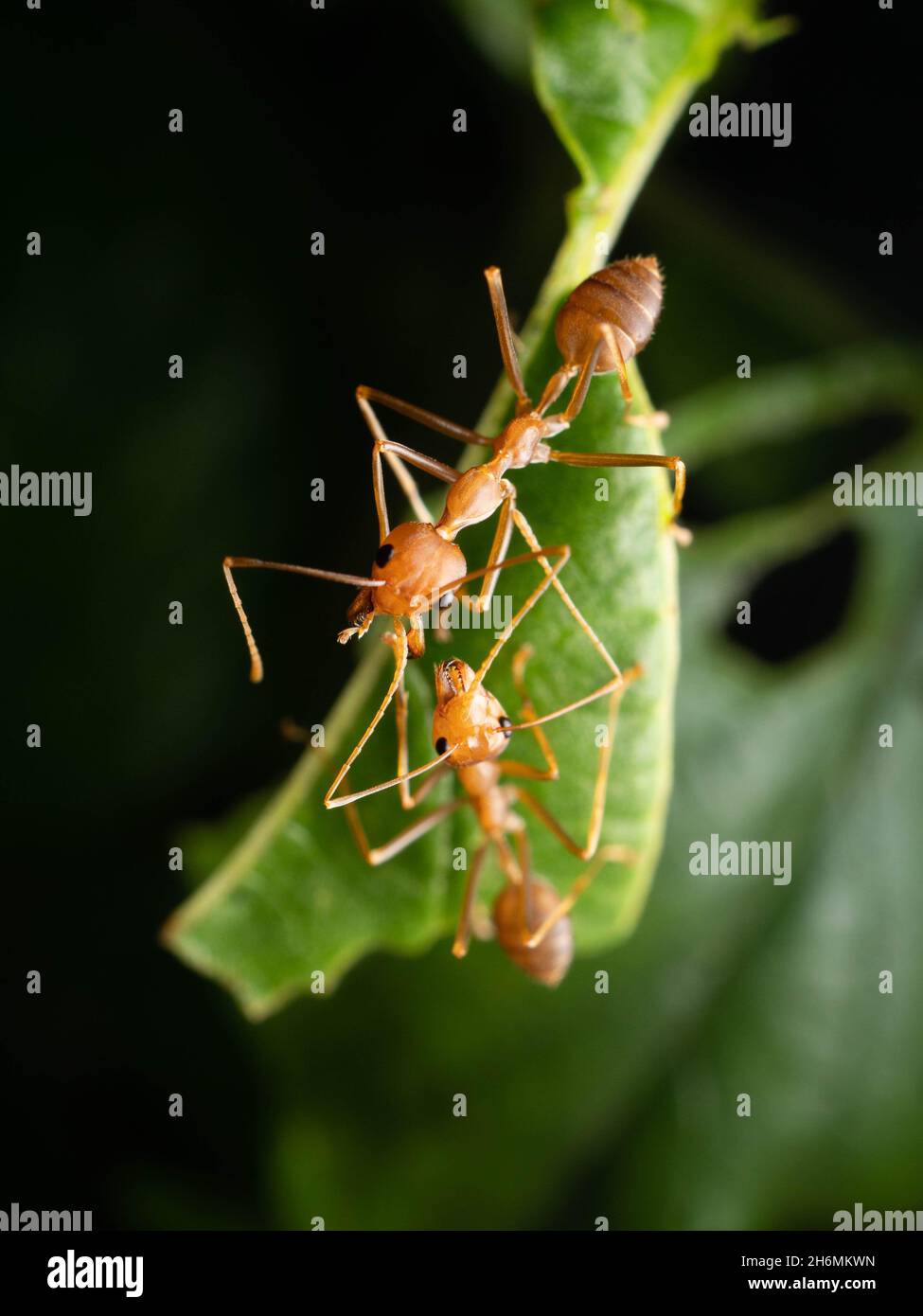 Close up shoot of red ants on a leaf. The “red tree ant”, Oecophylla ...