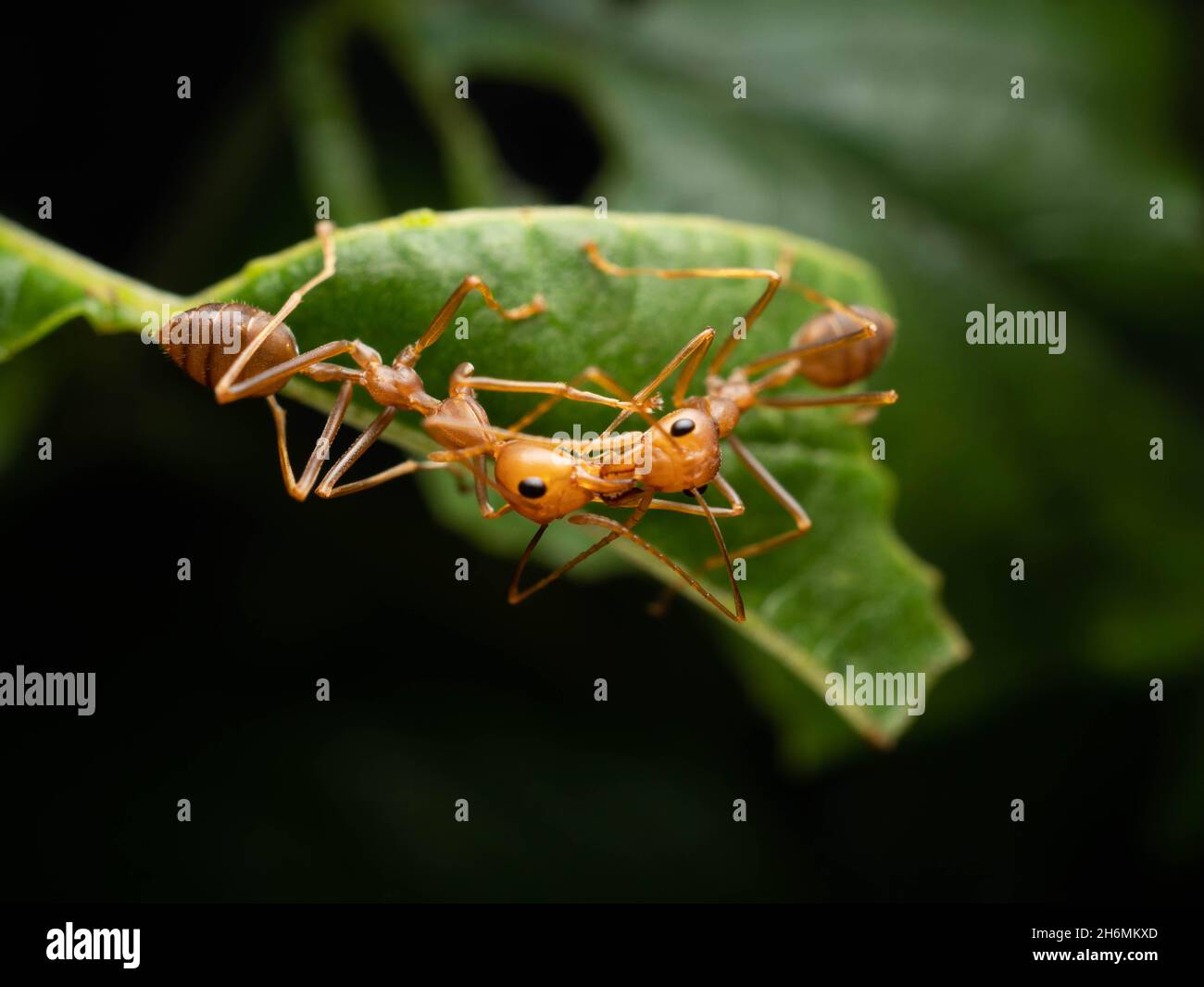 Close up shoot of red ants on a leaf. The “red tree ant”, Oecophylla ...