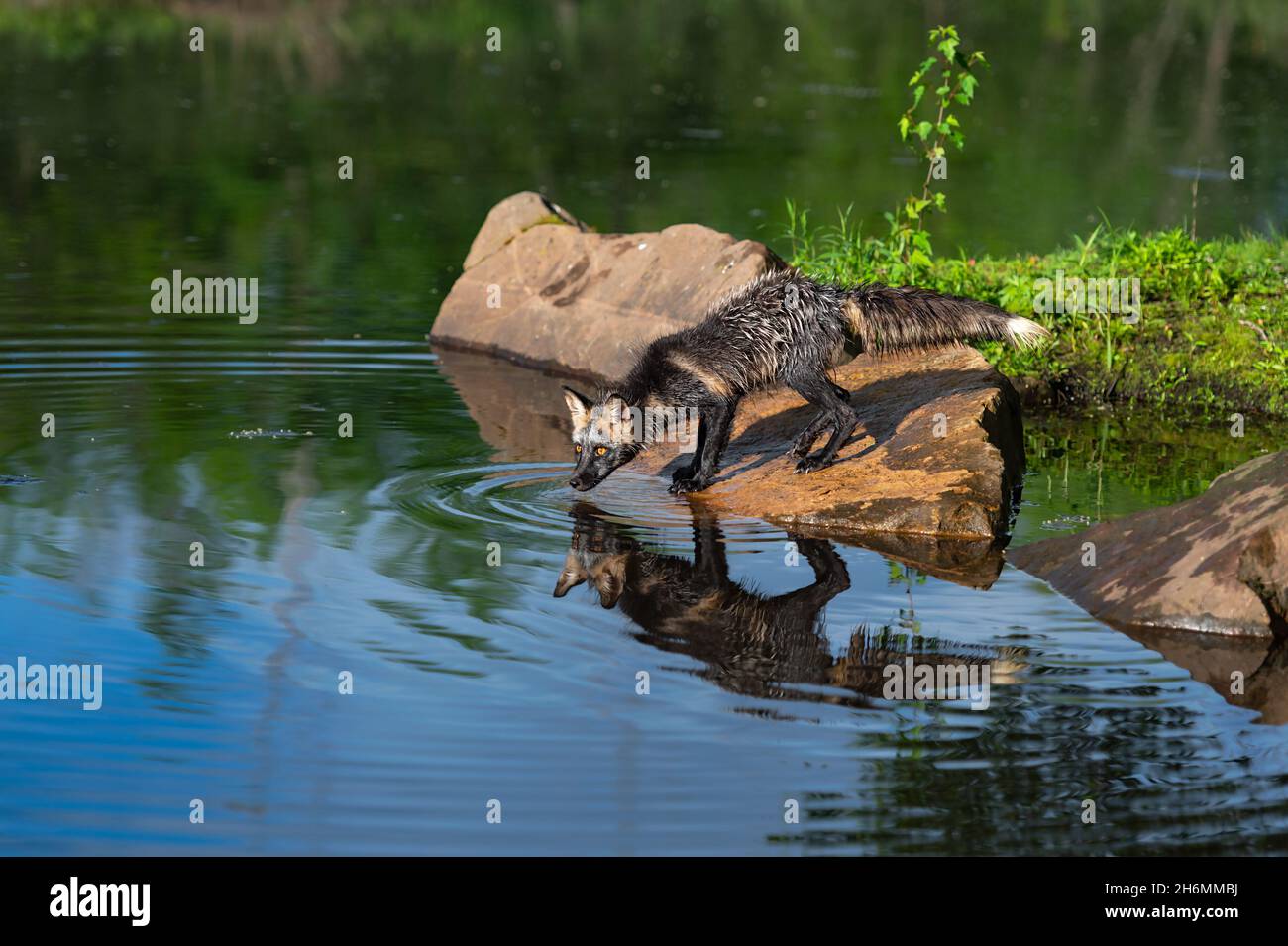 Cross Fox Adult (Vulpes vulpes) Nose to Water on Slanted Rock Reflected ...