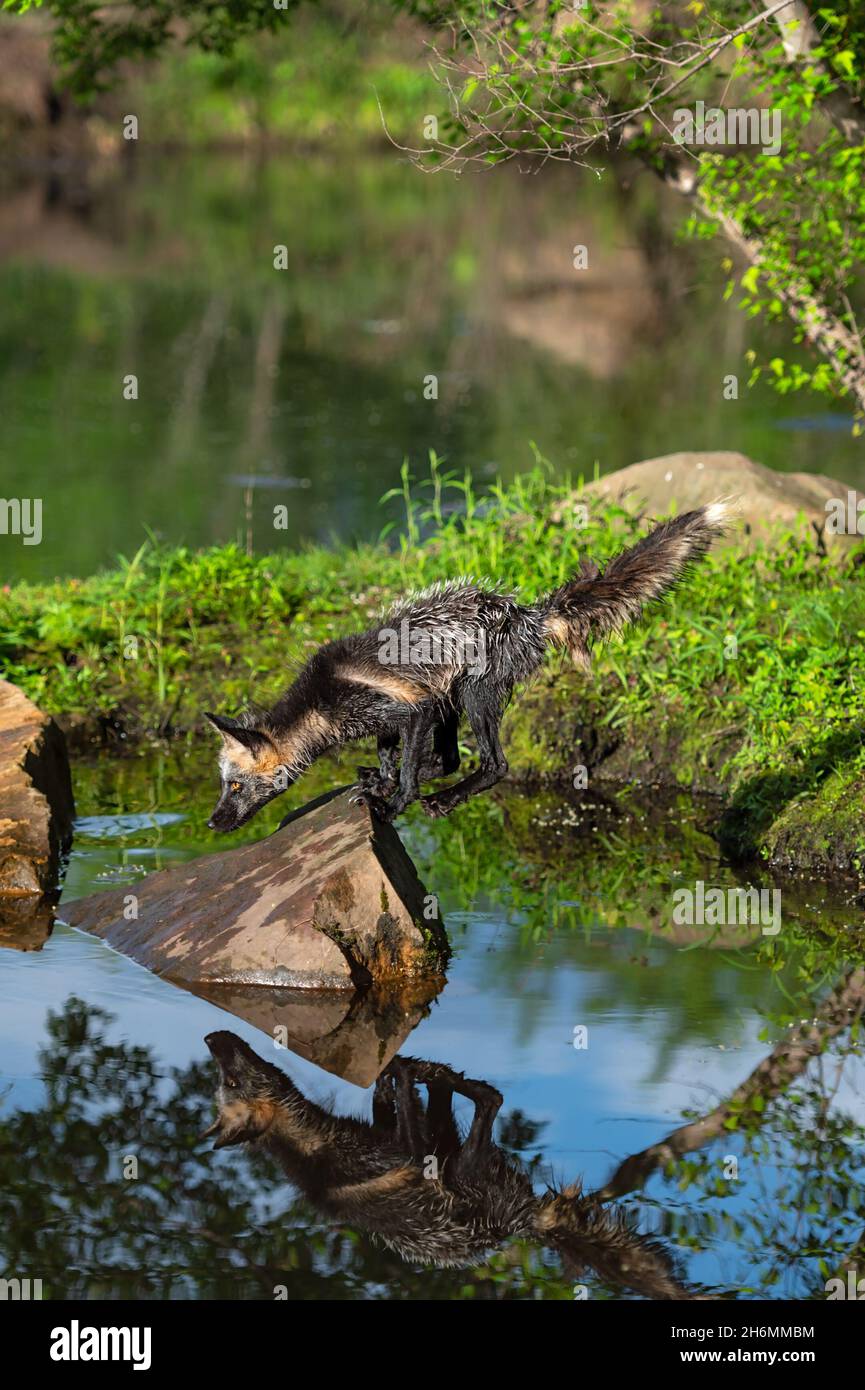 Island fox jump hi-res stock photography and images - Alamy