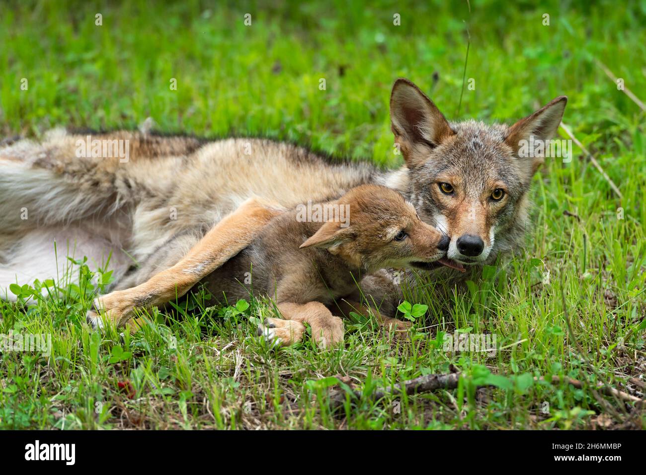 Adult Coyote (Canis latrans) Gets Licked in Face by Pup Summer ...