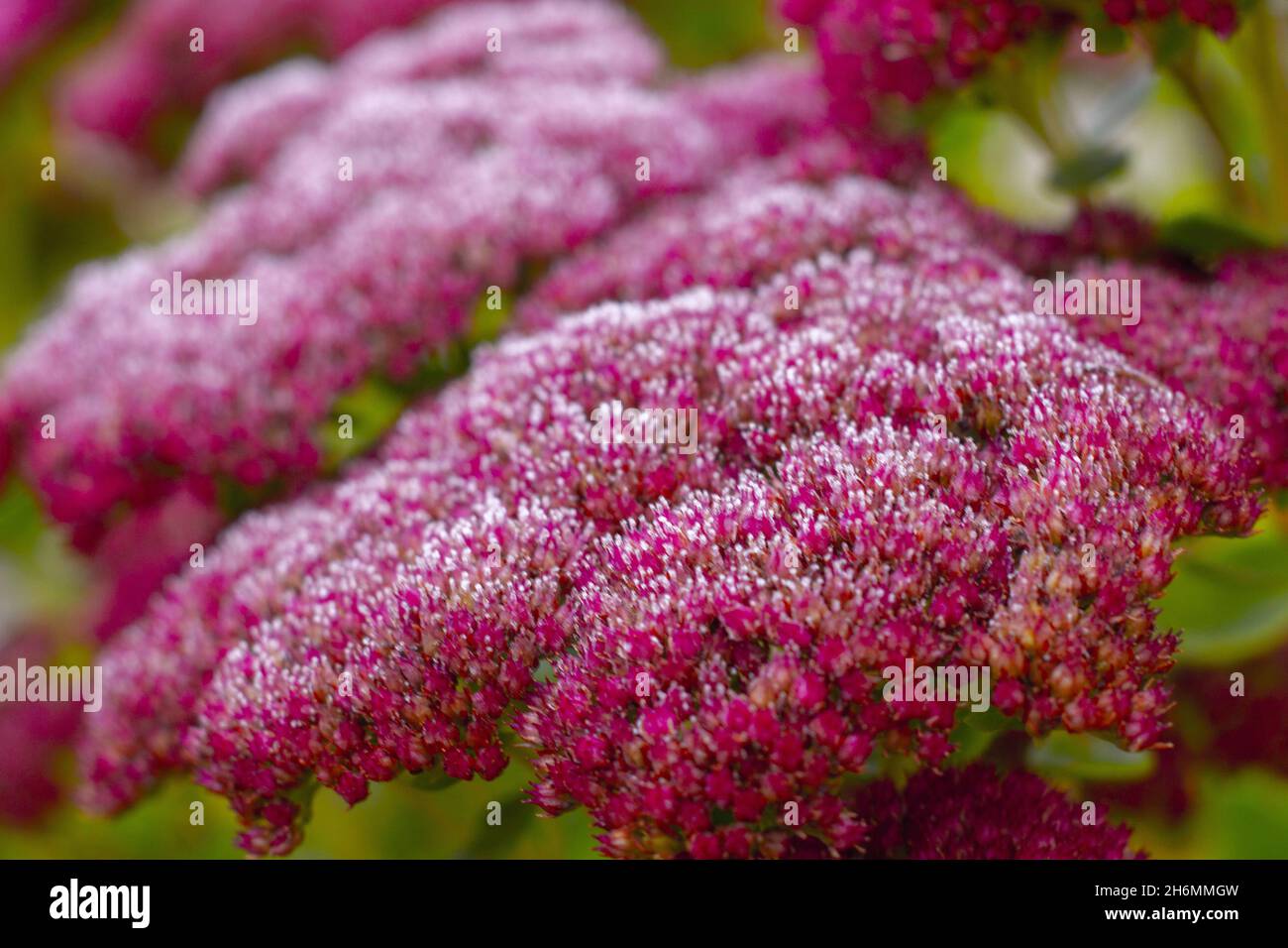 Closeup of beautiful pink spirea flowers in a garden Stock Photo - Alamy