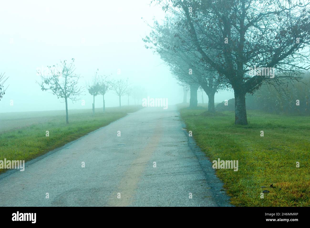 Pathway in a forest surrounded by trees with a foggy background Stock ...