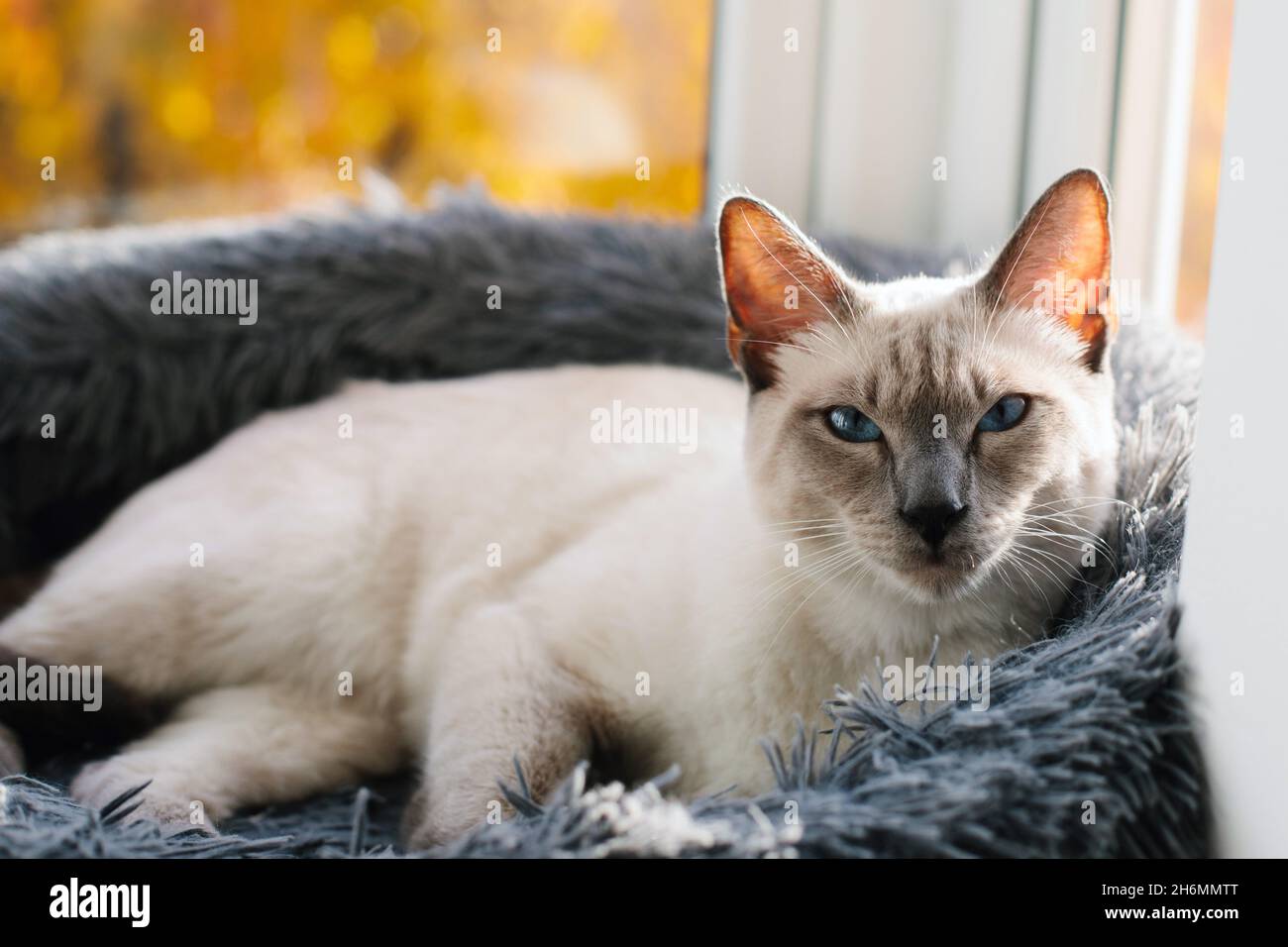 Cream Point Siamese