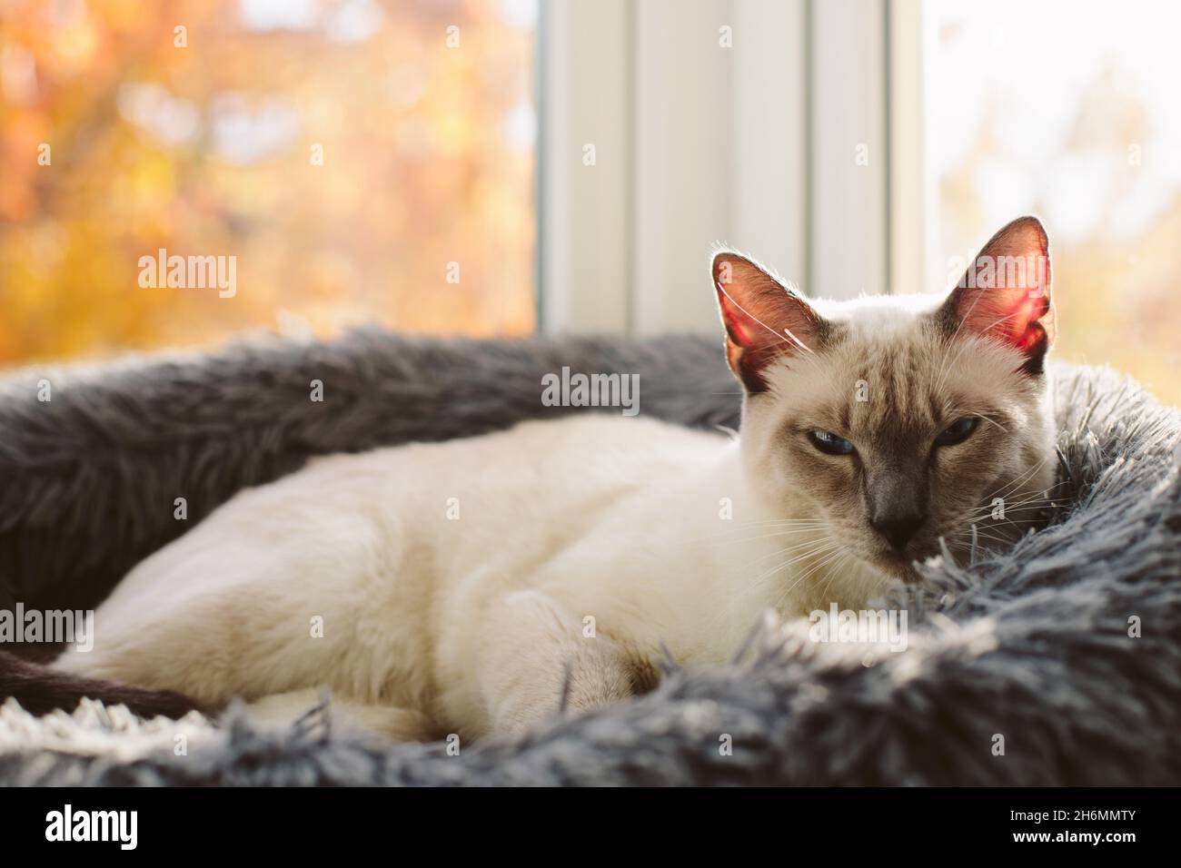 Cream point siamese cat hi-res stock photography and images - Alamy