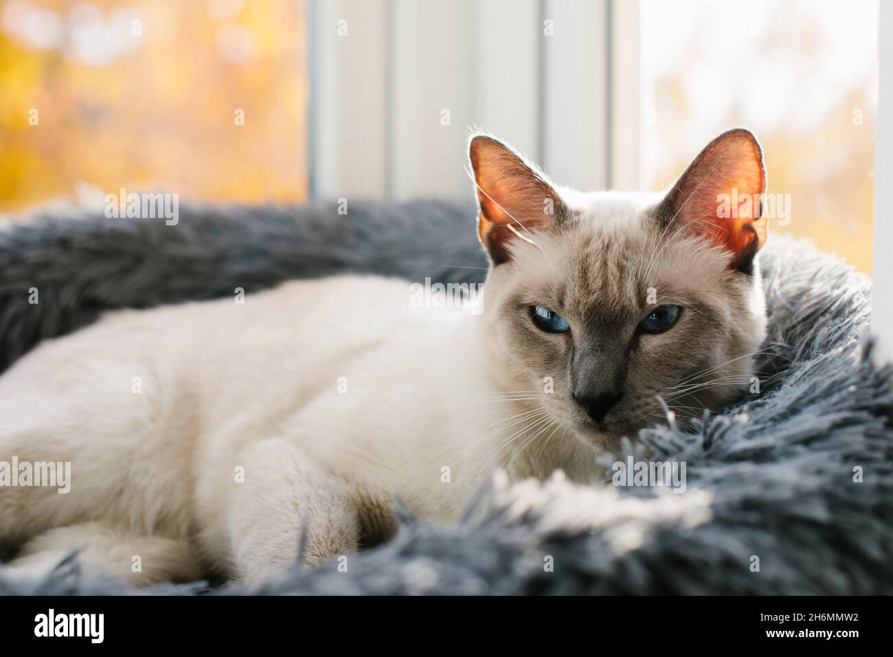 Cream point siamese cat hi-res stock photography and images - Alamy
