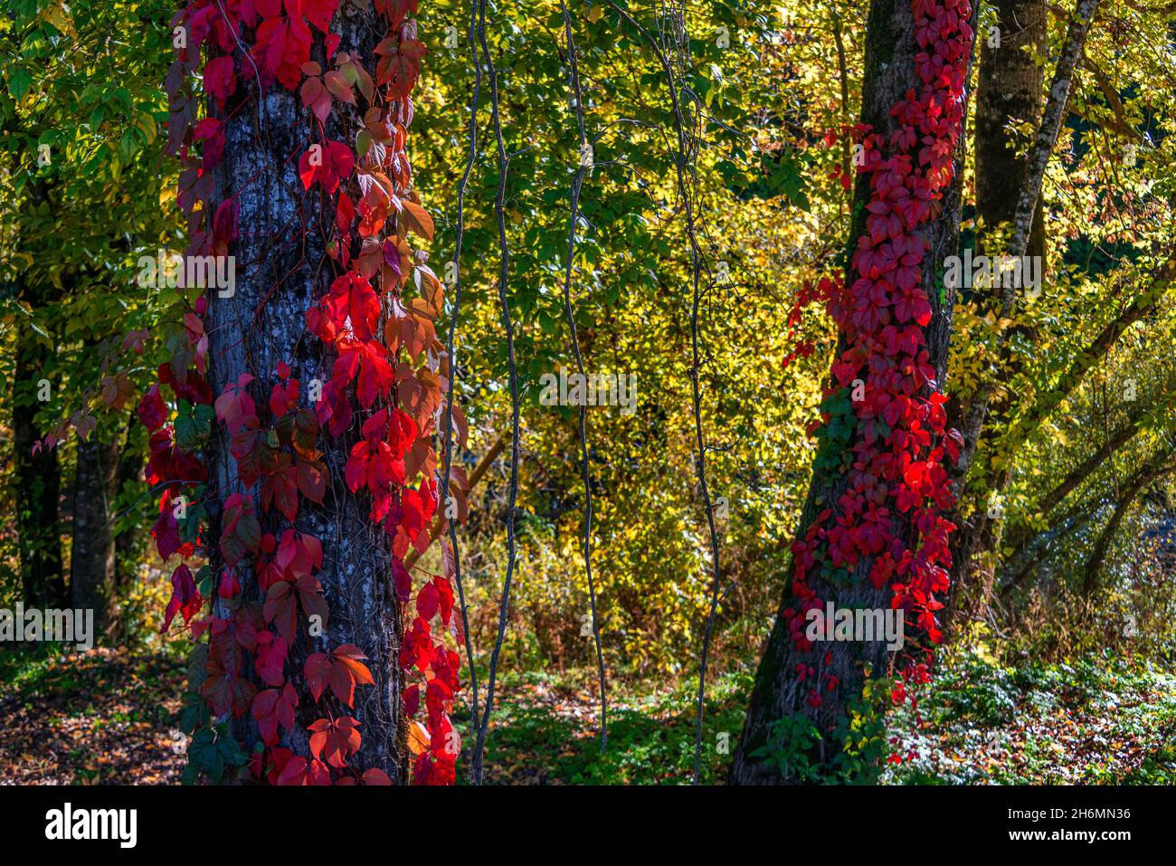 Autumnal or fall colours during October in a southern French forest ...