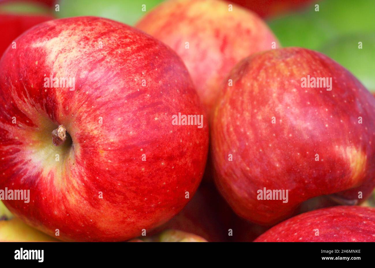 closeup image of the big red apples Stock Photo - Alamy