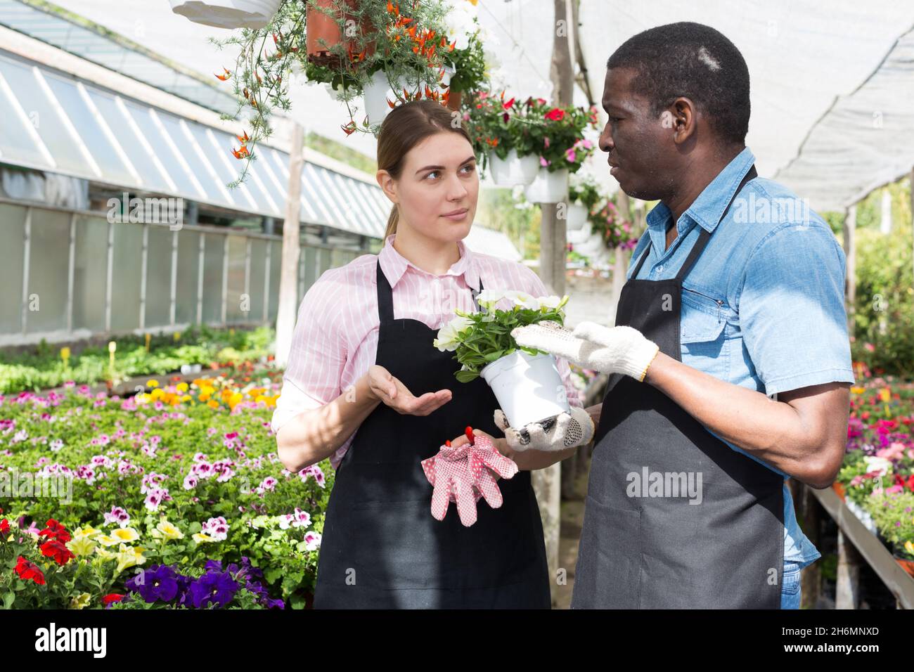 Workers inspecting bloomy plants Stock Photo - Alamy