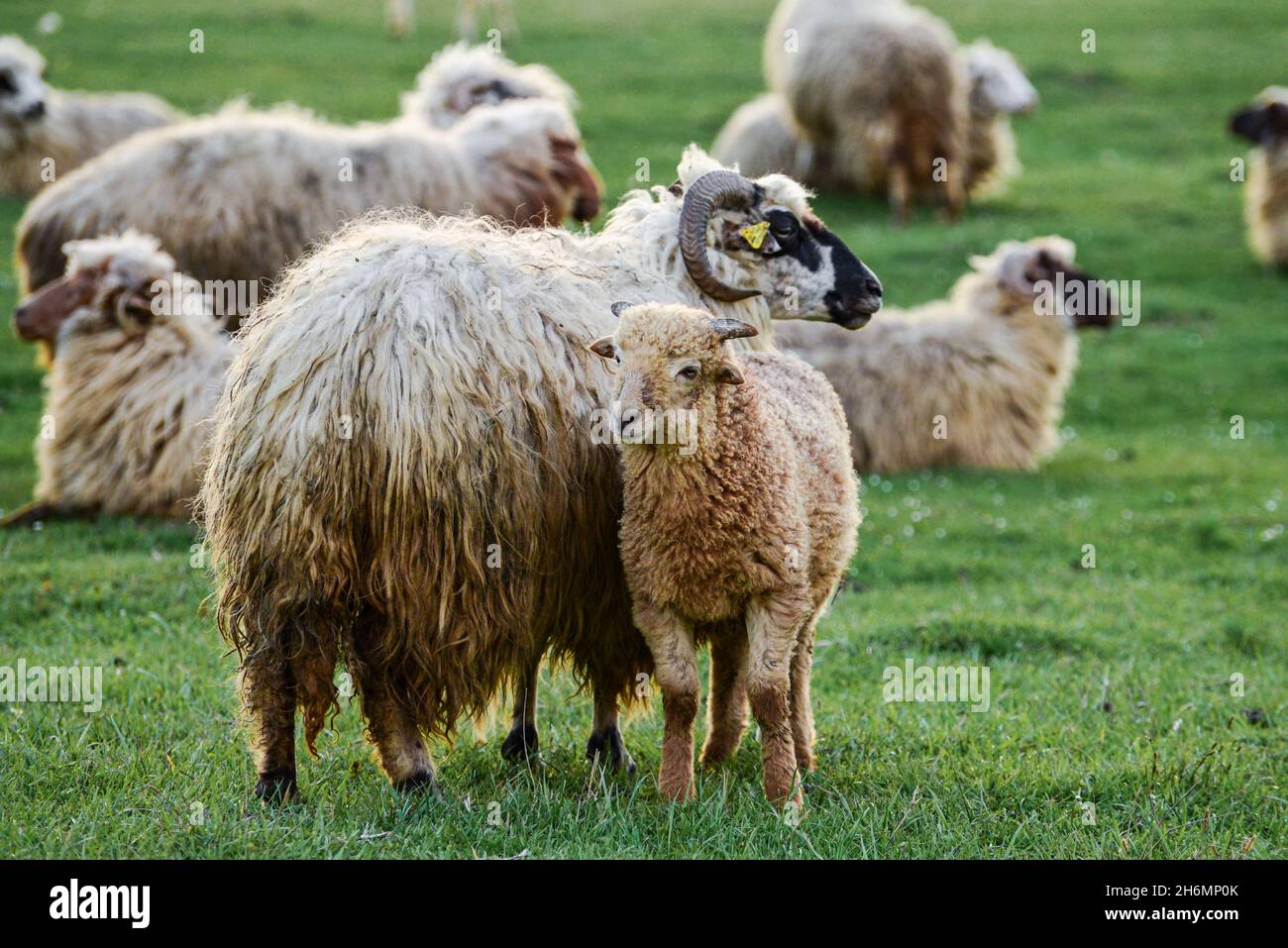 Closeup shot of sheep on the meadow on the farm Stock Photo - Alamy