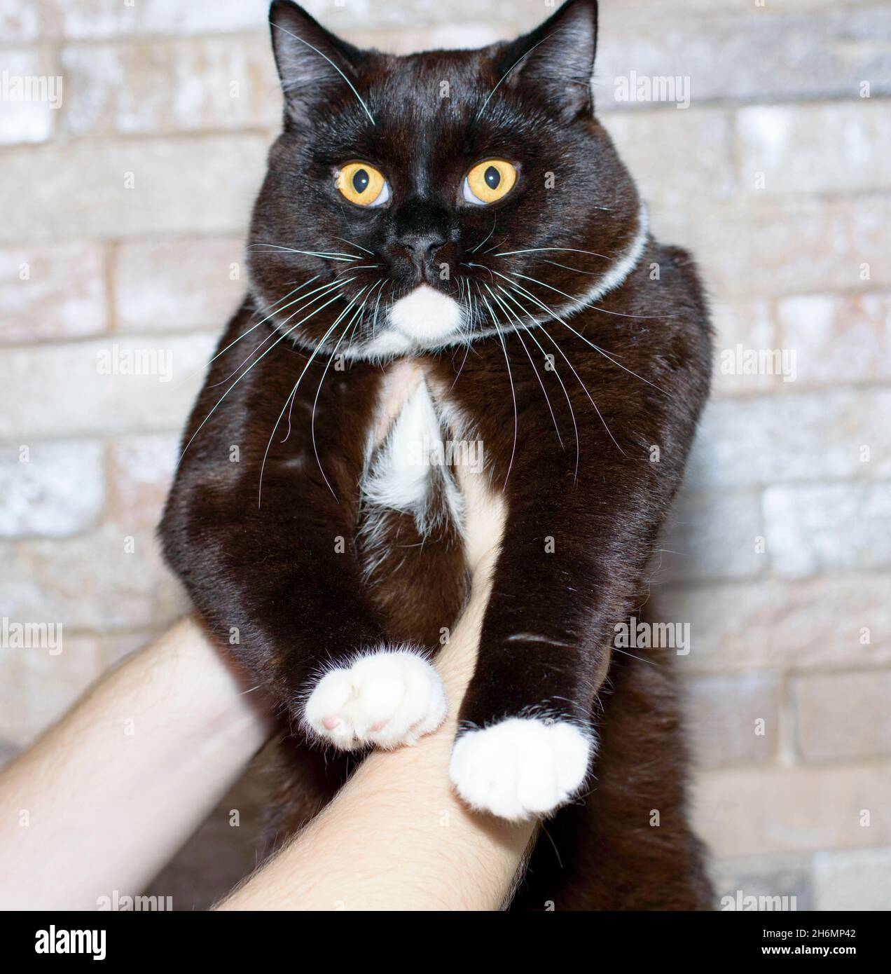 British shorthair chocolate hi-res stock photography and images - Alamy