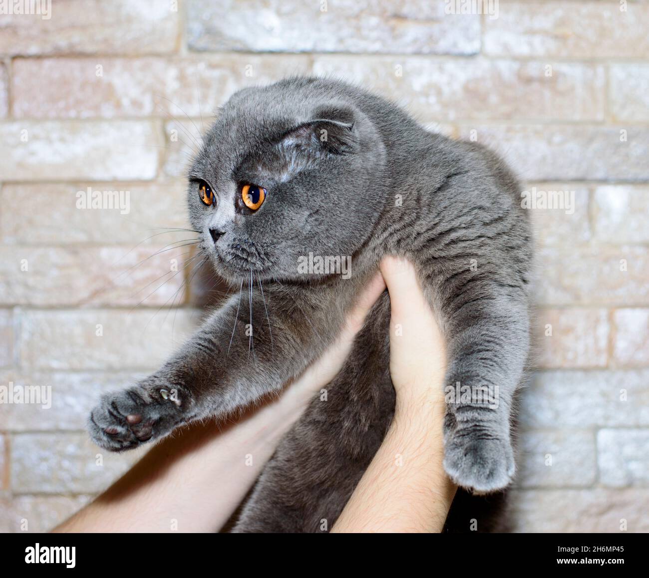 beautiful blue classic Scottish fold cat in her hands on a brick wall ...
