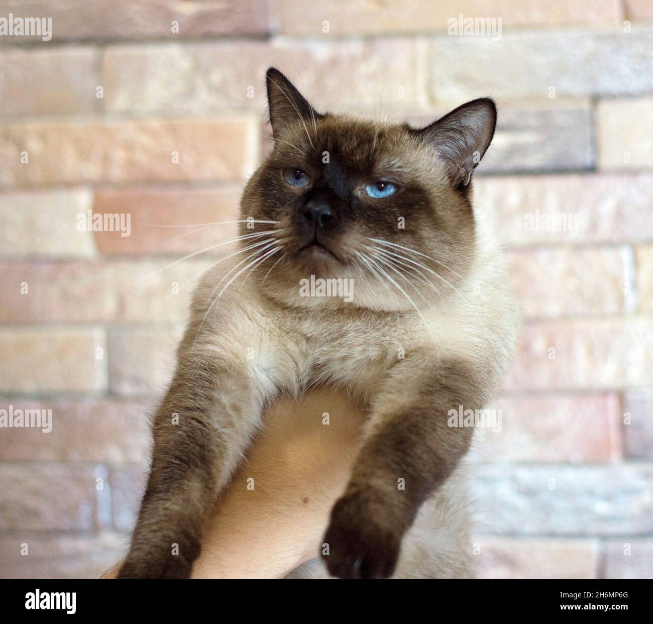 Thai beautiful blue-eyed cat in his hands on the background of the wall ...
