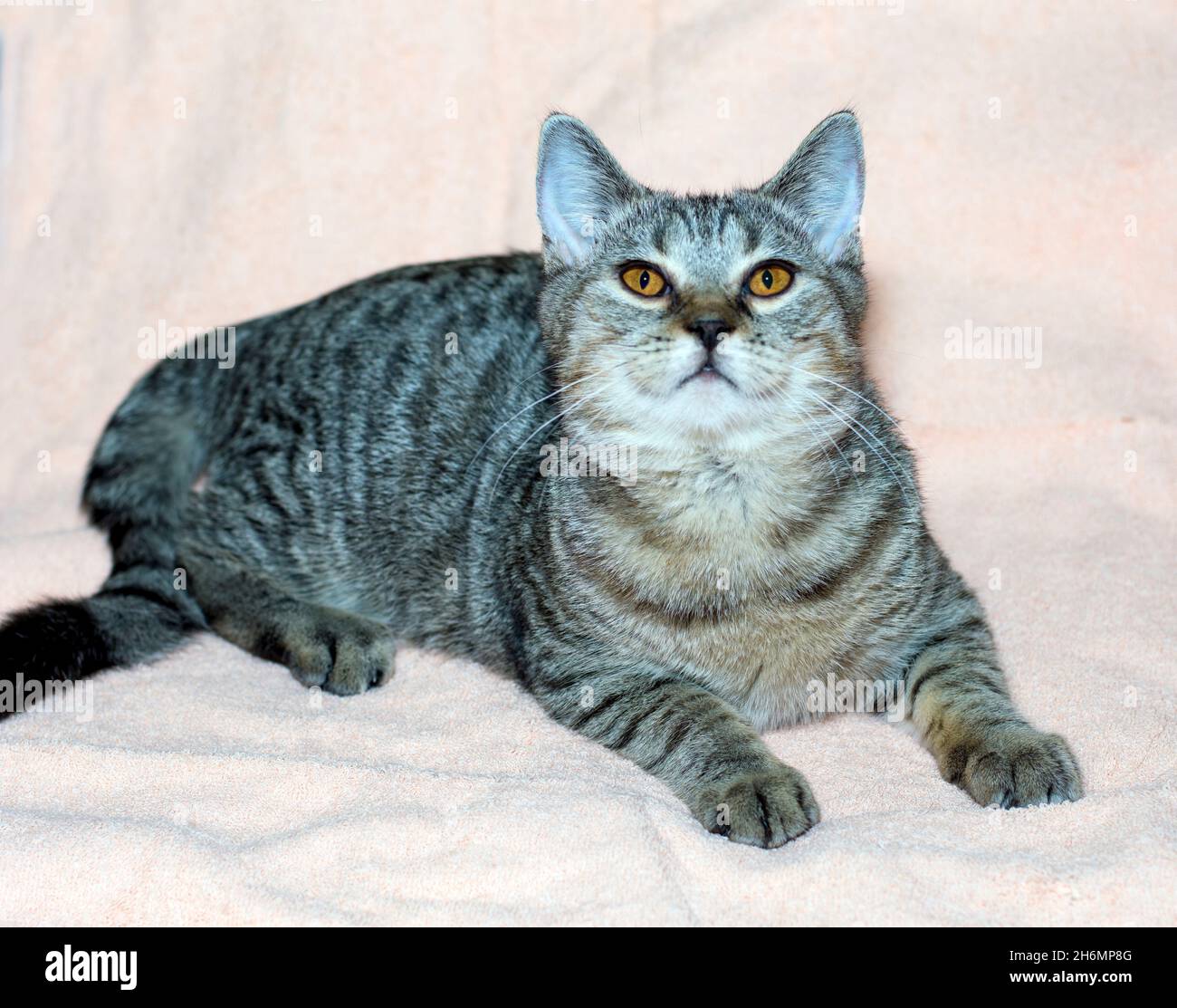 beautiful Scottish tiger cat is lying on a light bed, the theme of cats ...
