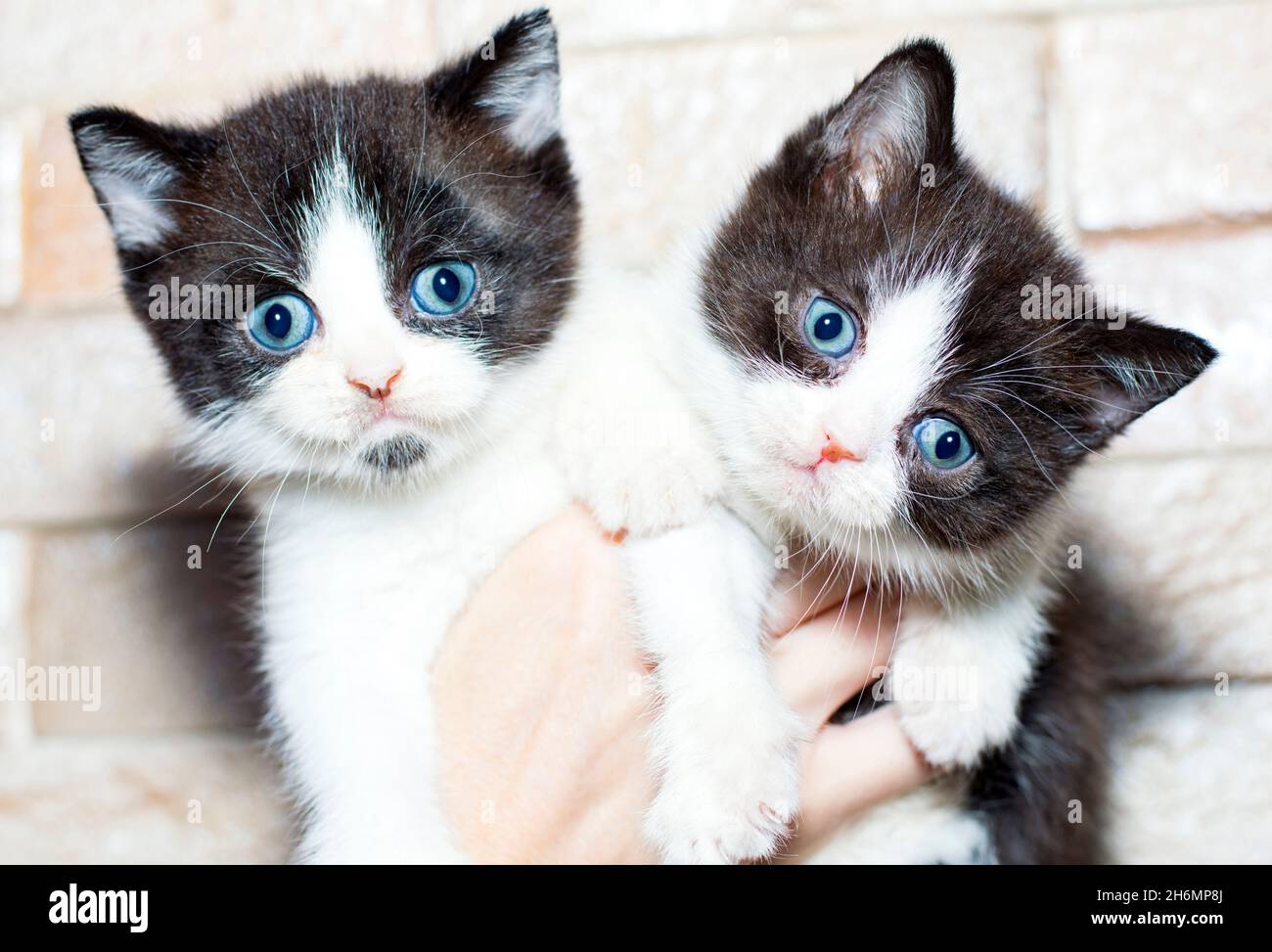 two bi-colored Scottish kittens with blue eyes in their hands on the ...