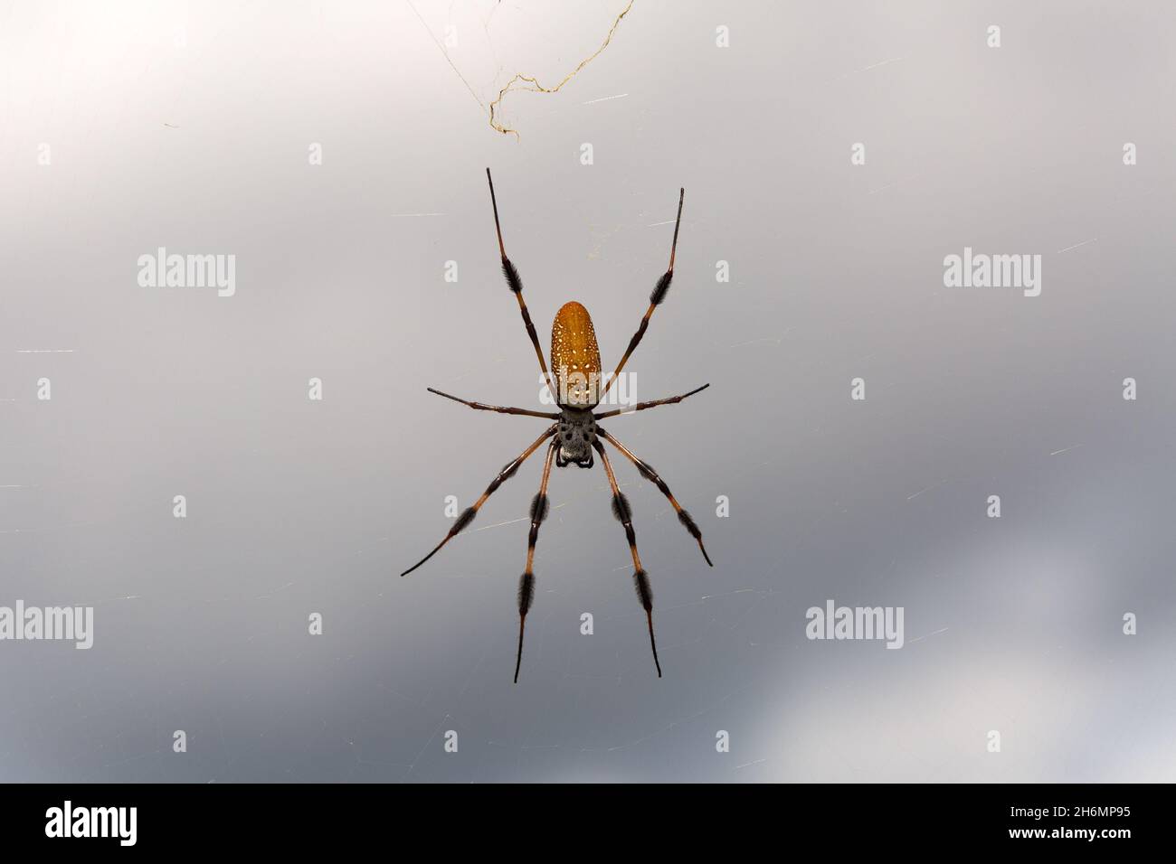 Calico spider hi-res stock photography and images - Alamy