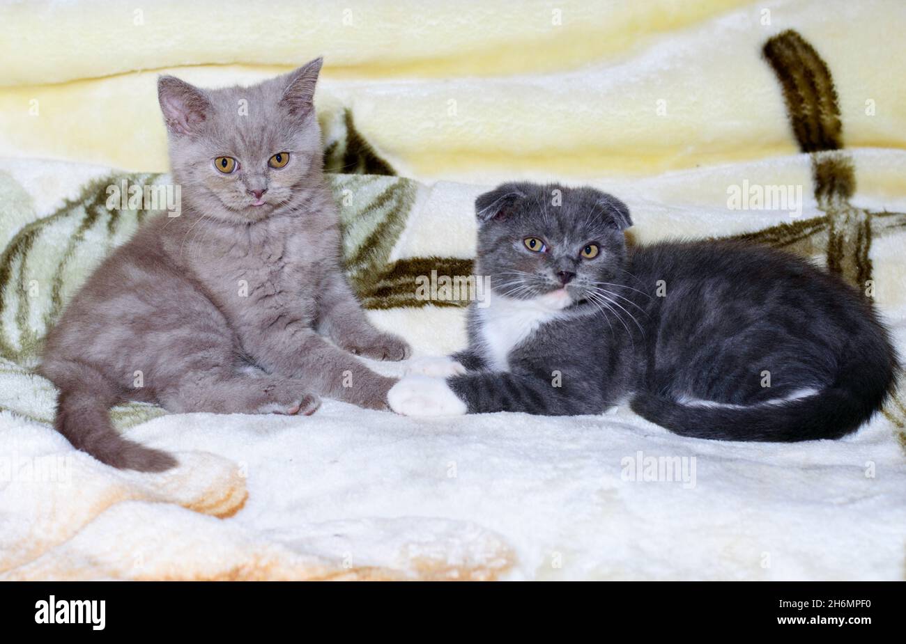 fawn Scottish straight and Scotish-fold bicolor blue kittens are lying ...
