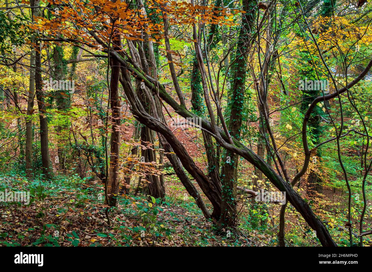Silver birch tree on bank hi-res stock photography and images - Alamy