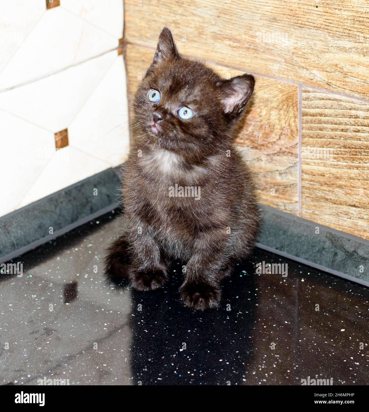 brown little kitten sitting in the corner, pet kitten, theme pet cats ...