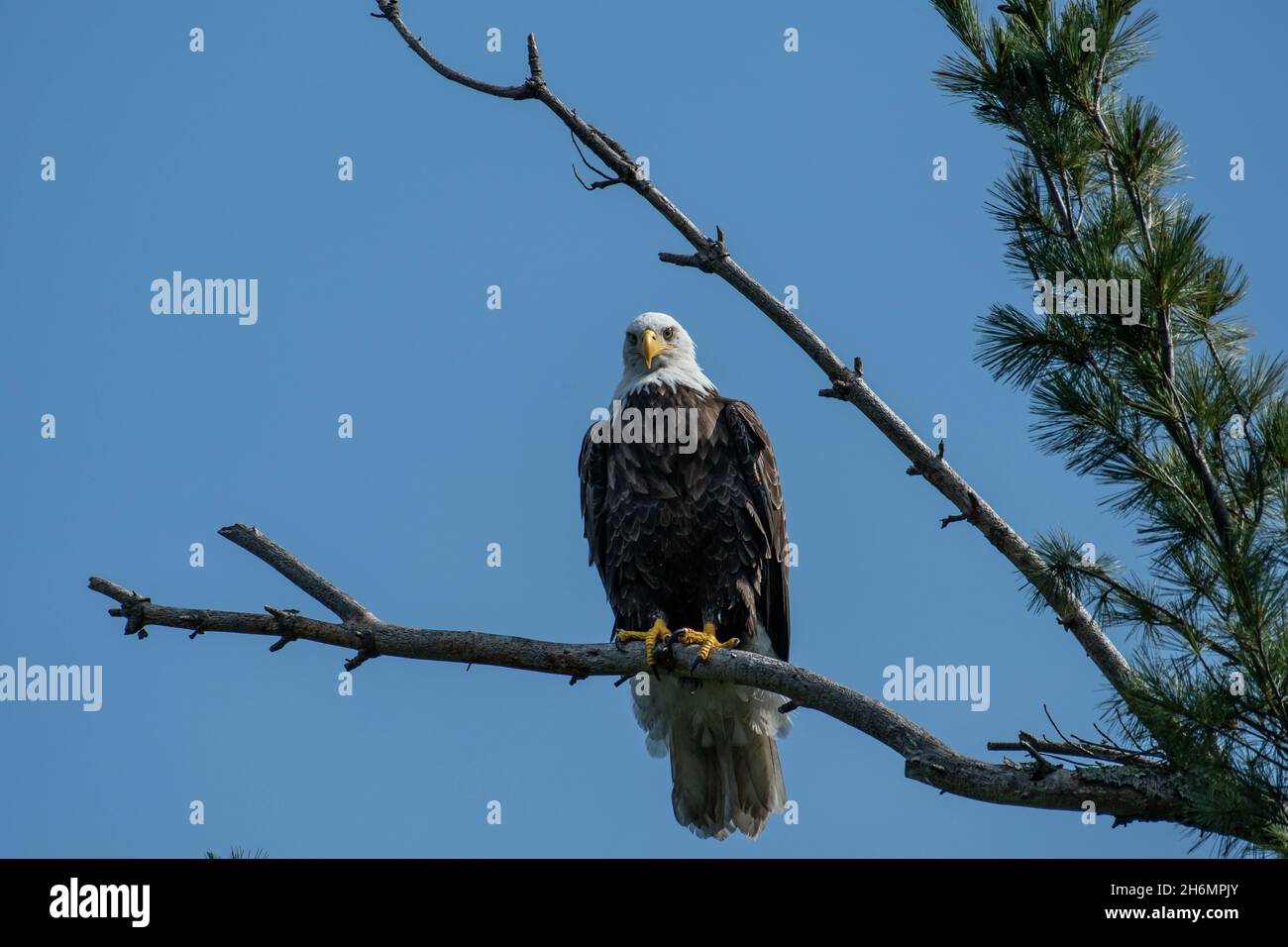 Beautiful shot of an eagle on a branch of a tree during the day Stock ...