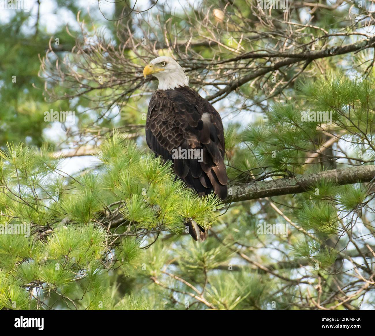 Beautiful shot of an eagle on a branch of a tree during the day Stock ...