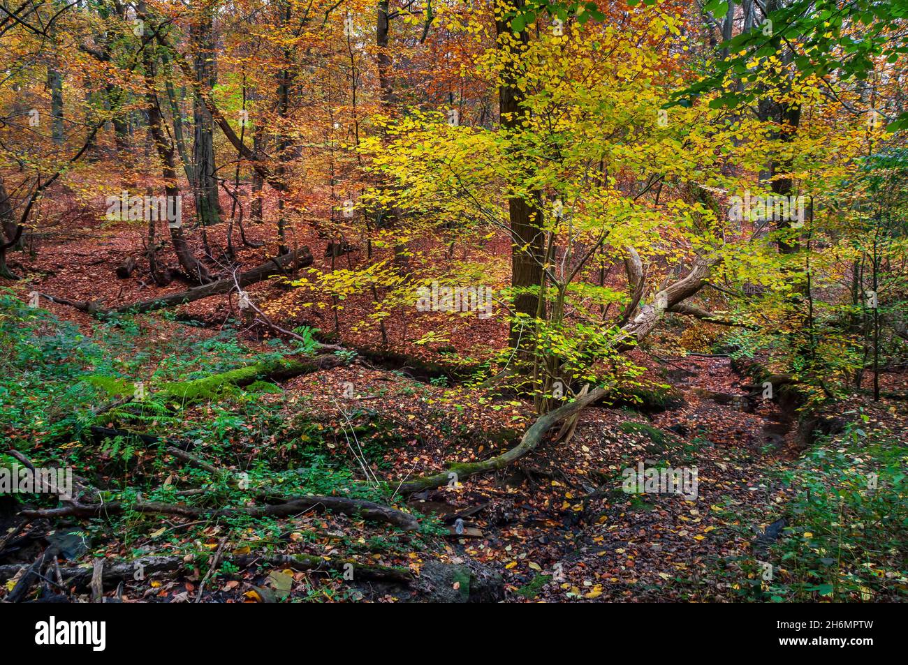 Bright autumn colours on tree foliage in Rollestone Wood, an ancient ...