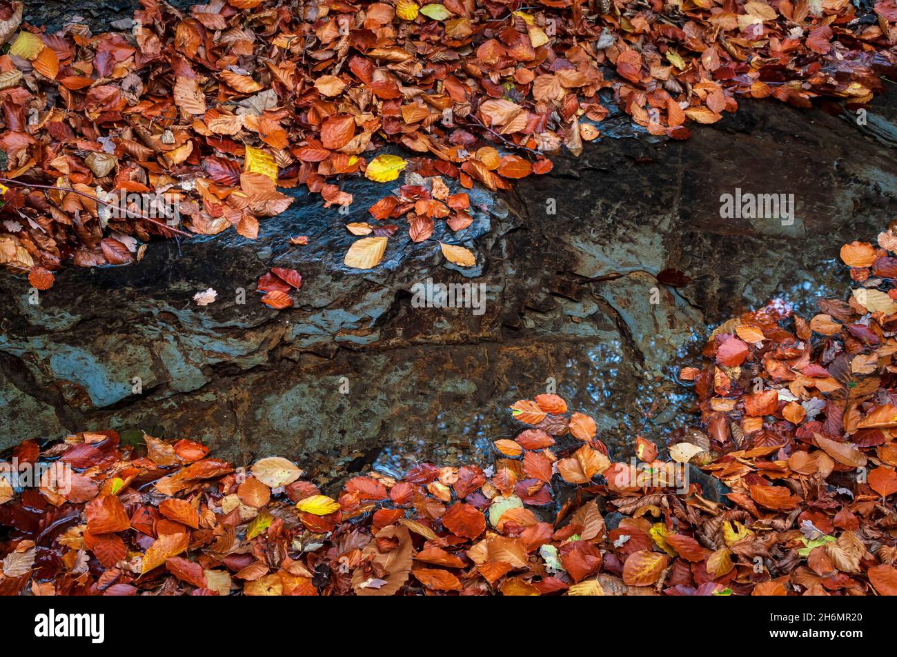 Beech and chestnut leaves covering a stream with a mudstone bed in ...