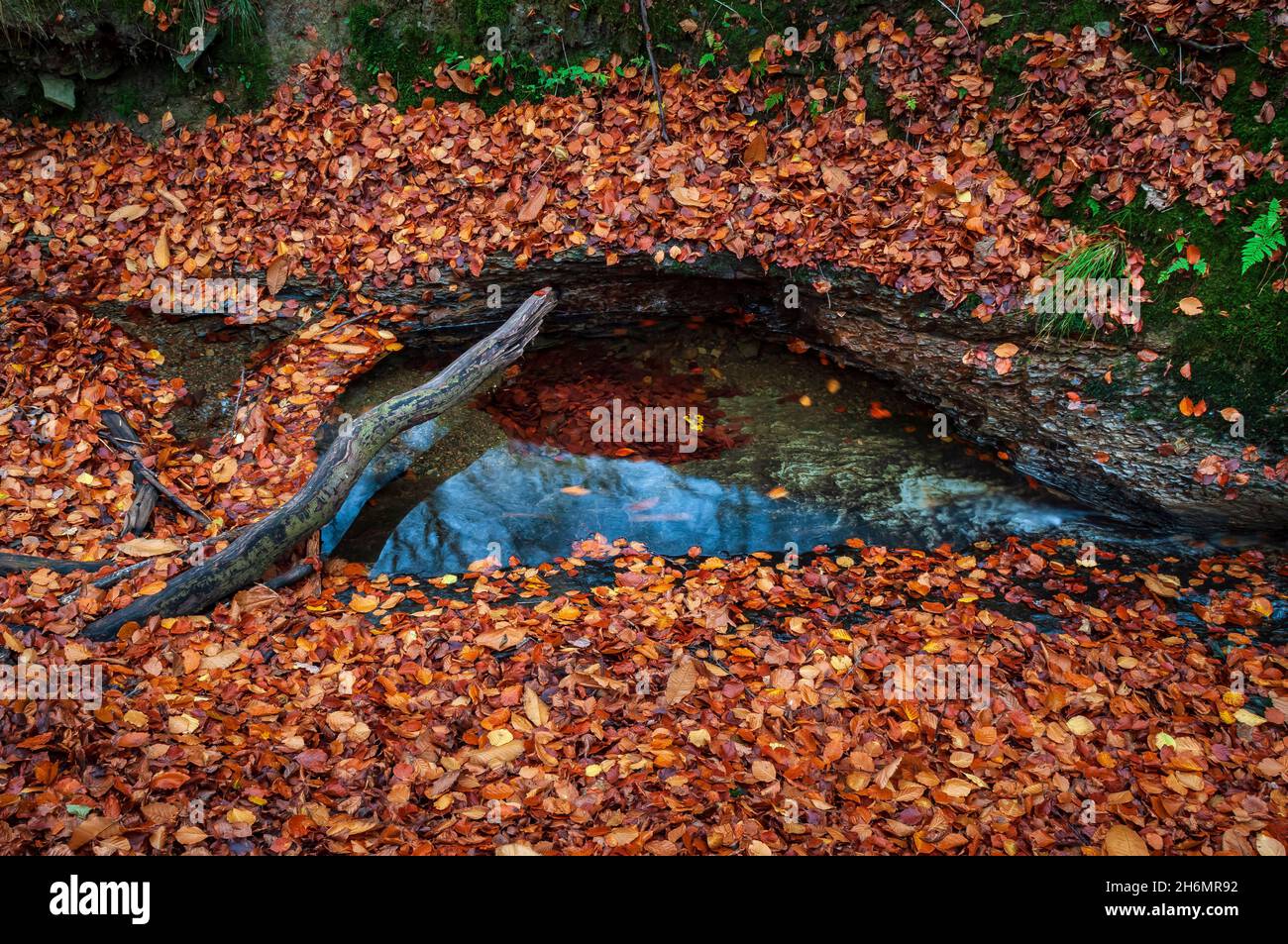 Beech and chestnut leaves covering a stream with a mudstone bed in ...