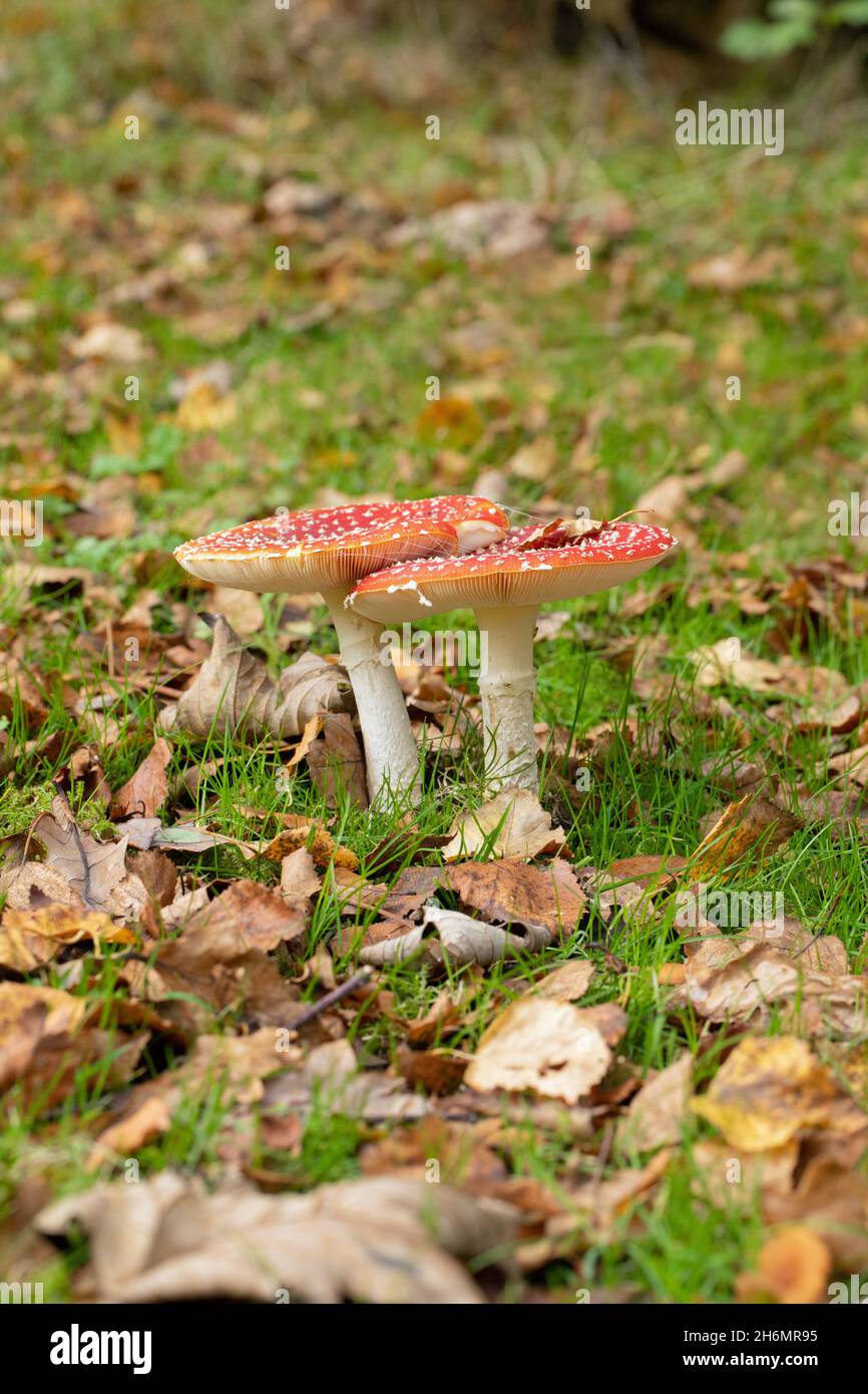 Fly Agaric Toadstools (Amanita muscaria). Two toadstools, together ...